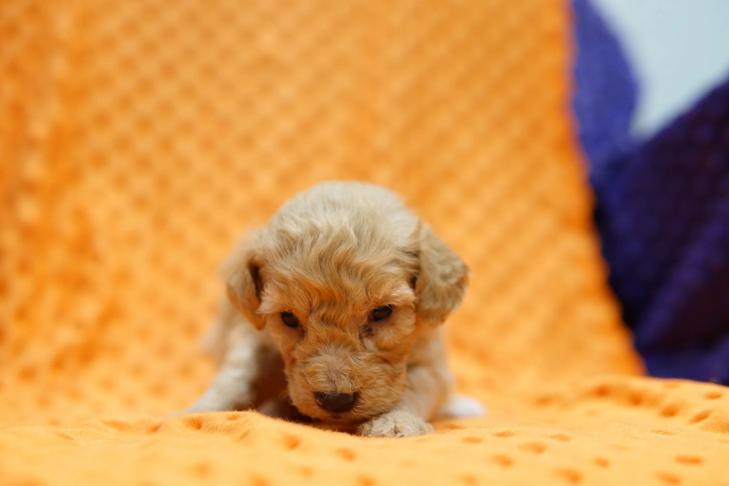 Paperanian — Heritage Puppies