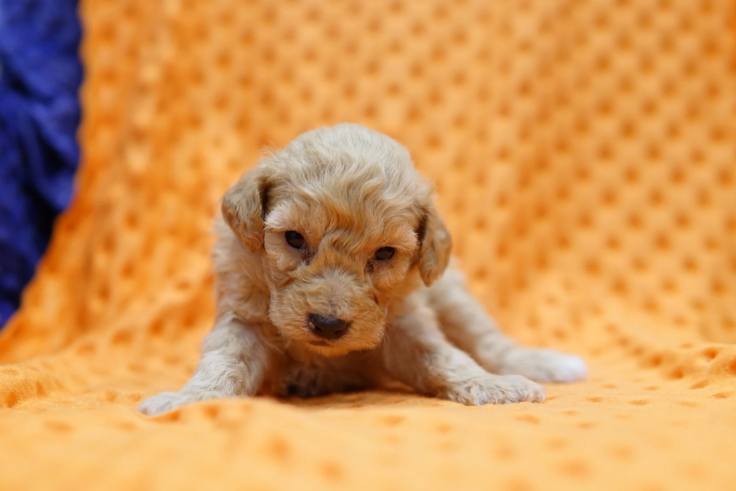 Paperanian — Heritage Puppies