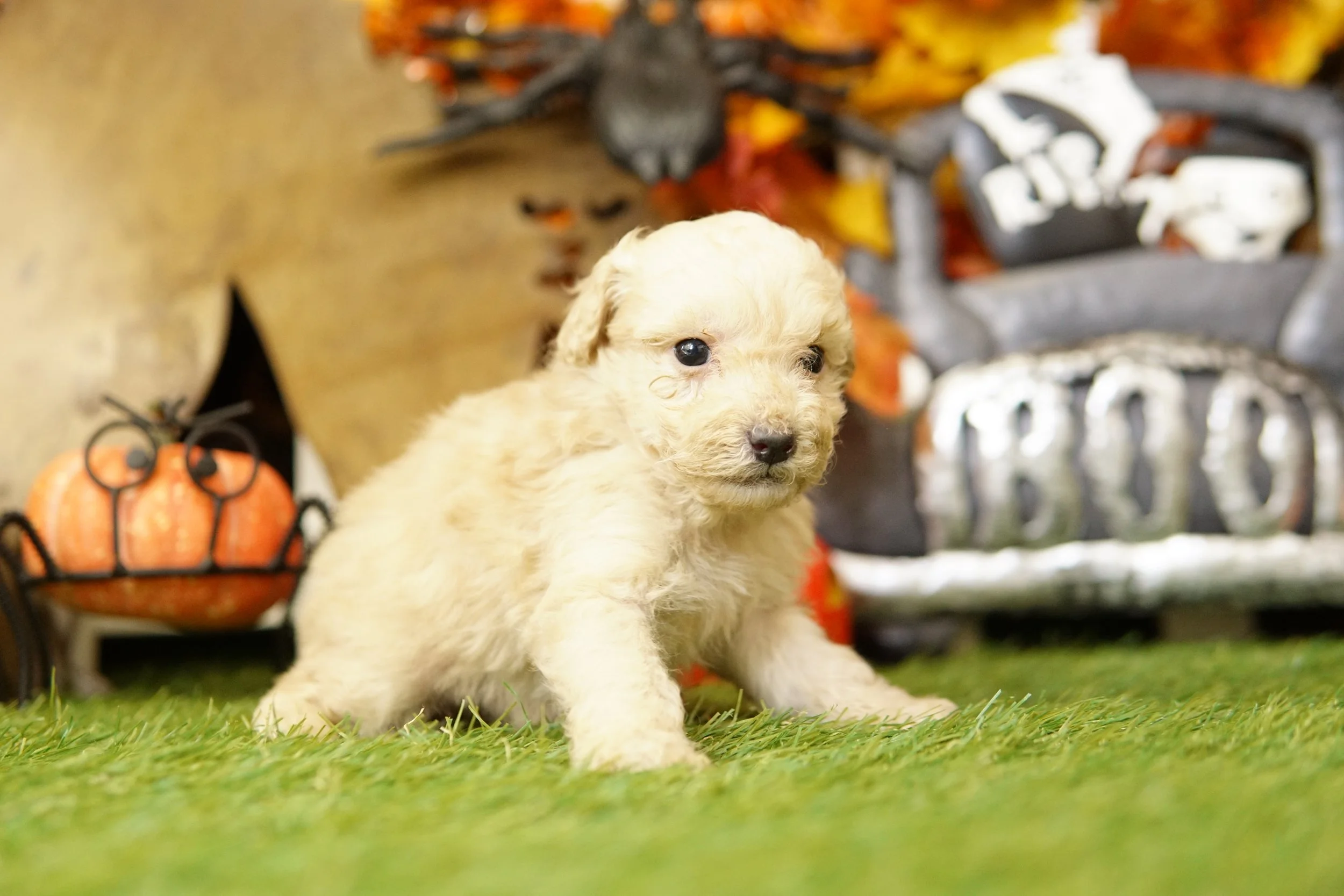 Paperanian — Heritage Puppies