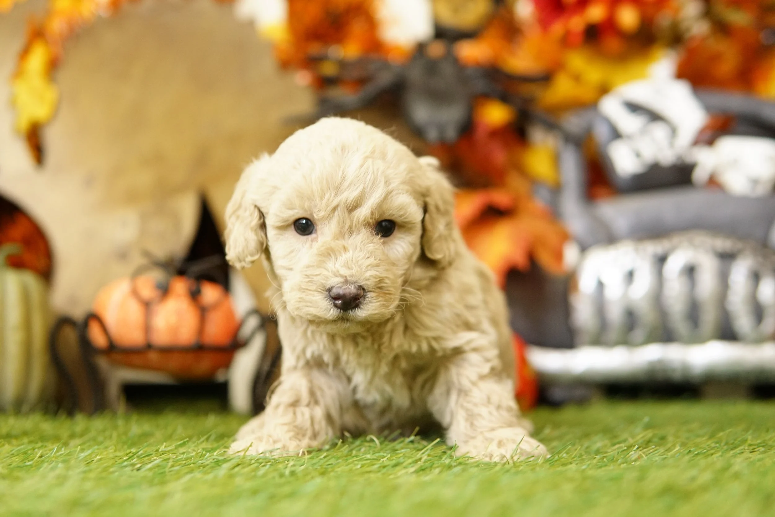 Paperanian — Heritage Puppies