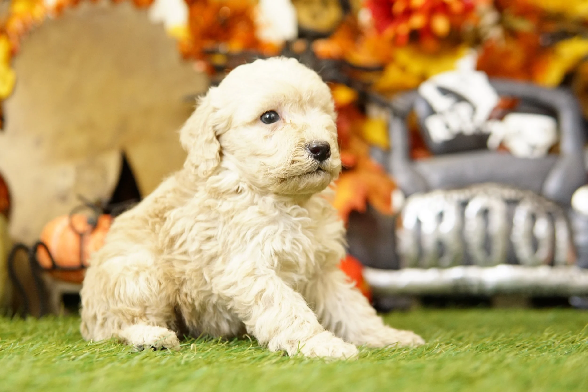 Paperanian — Heritage Puppies