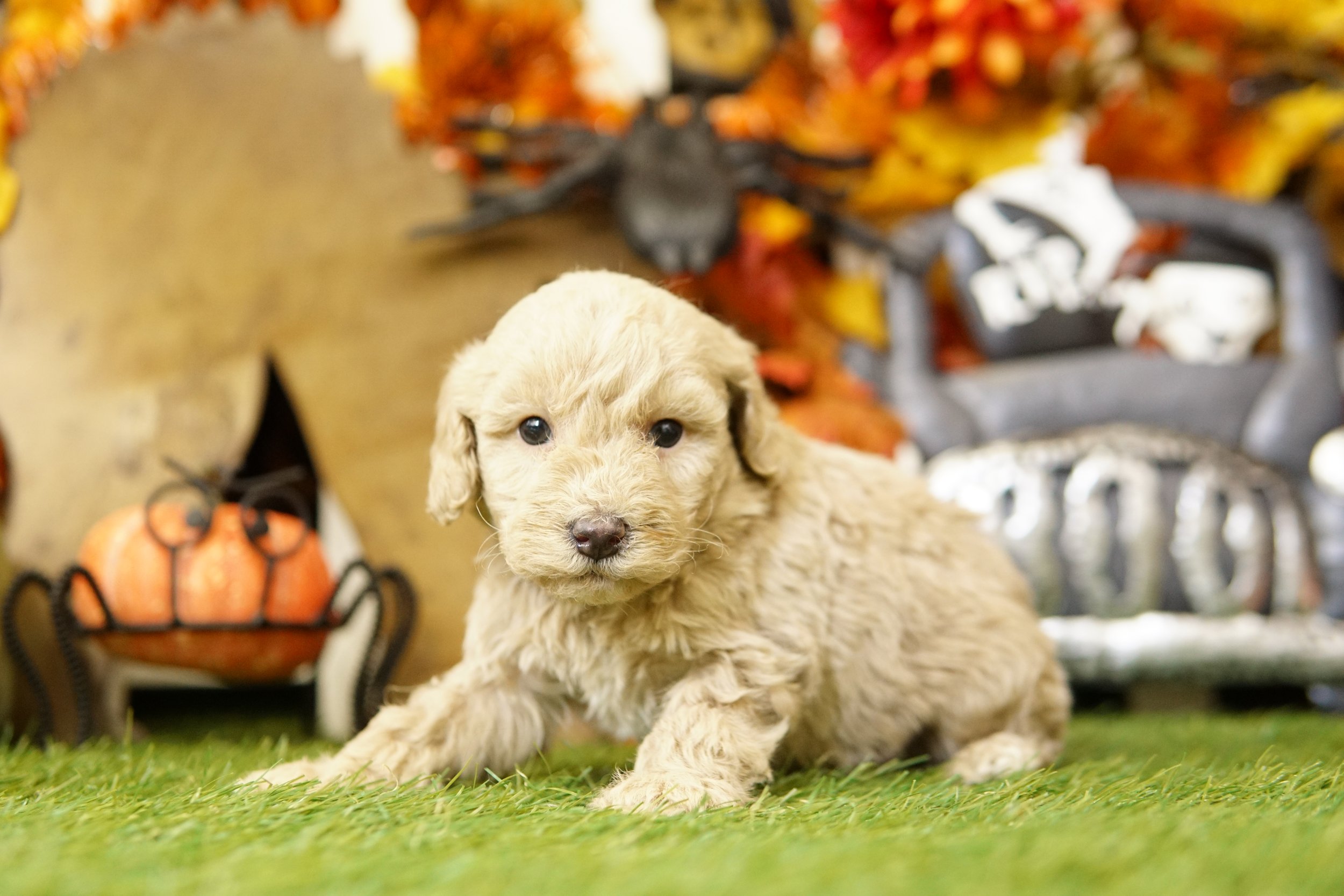 Paperanian — Heritage Puppies