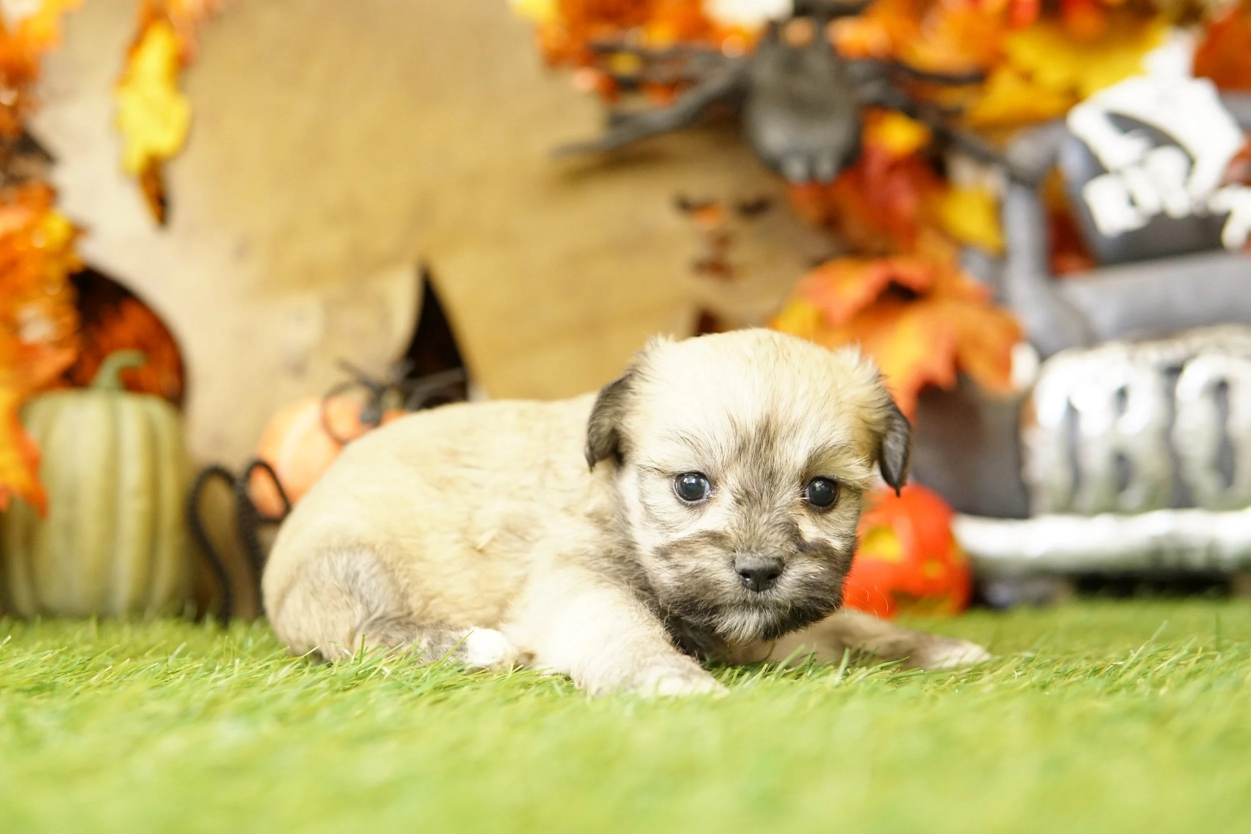American Eskimo — Heritage Puppies