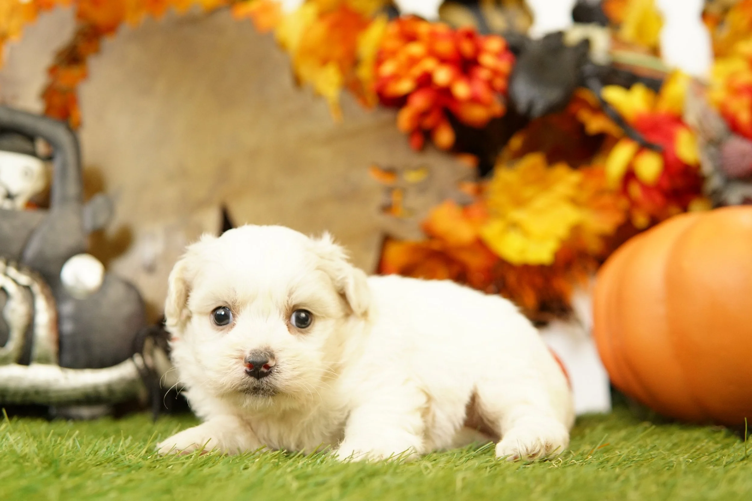 Cockapoo — Heritage Puppies