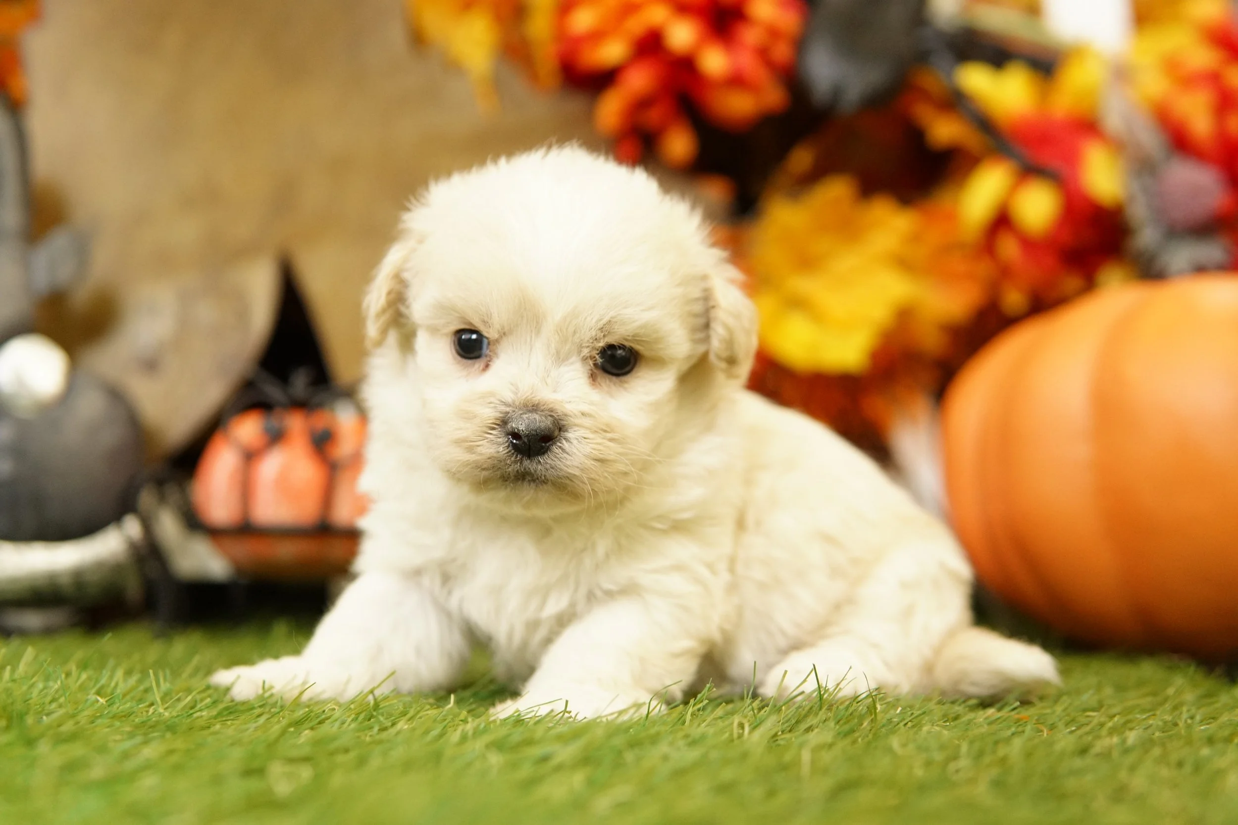 Cockapoo — Heritage Puppies