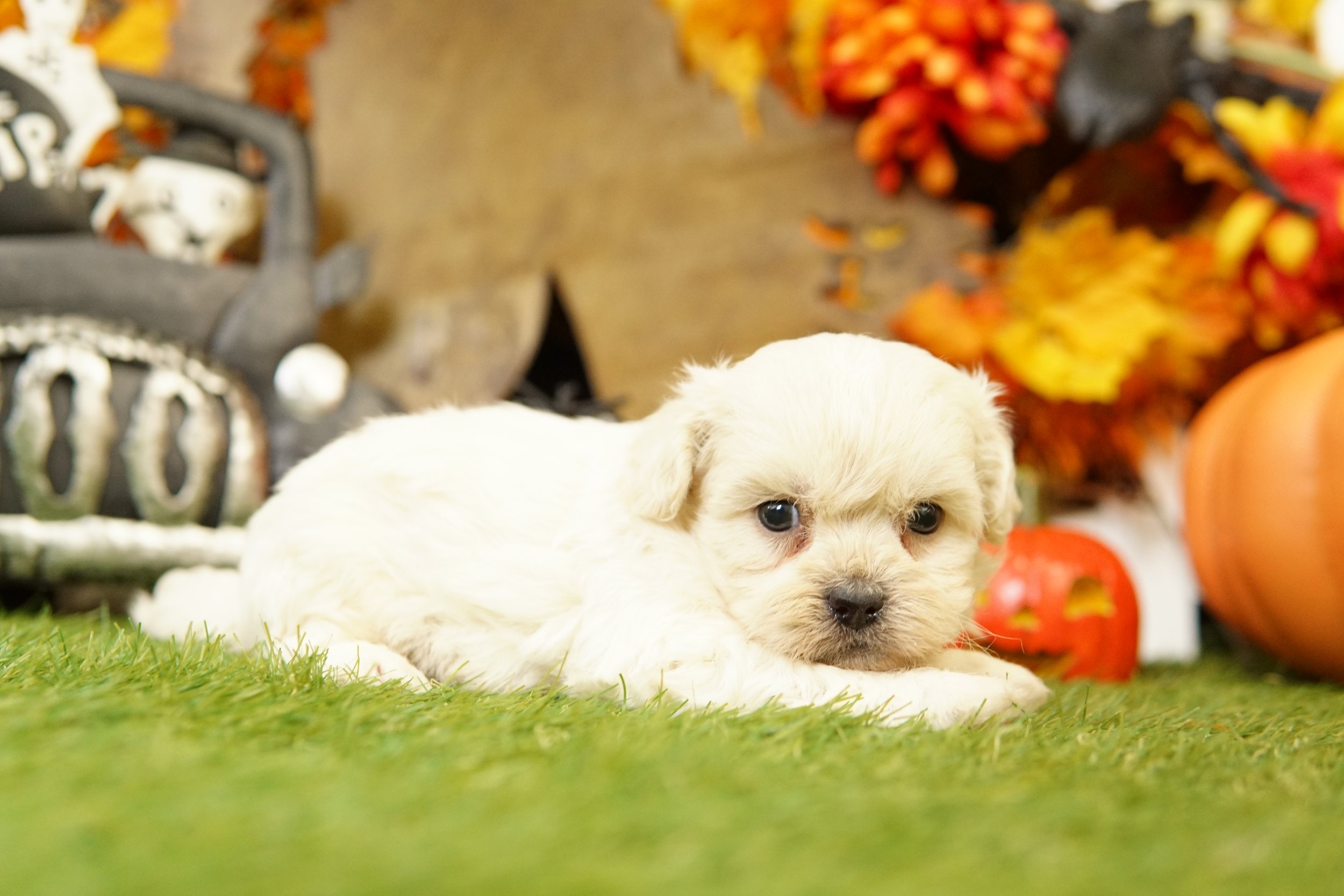 Cockapoo — Heritage Puppies