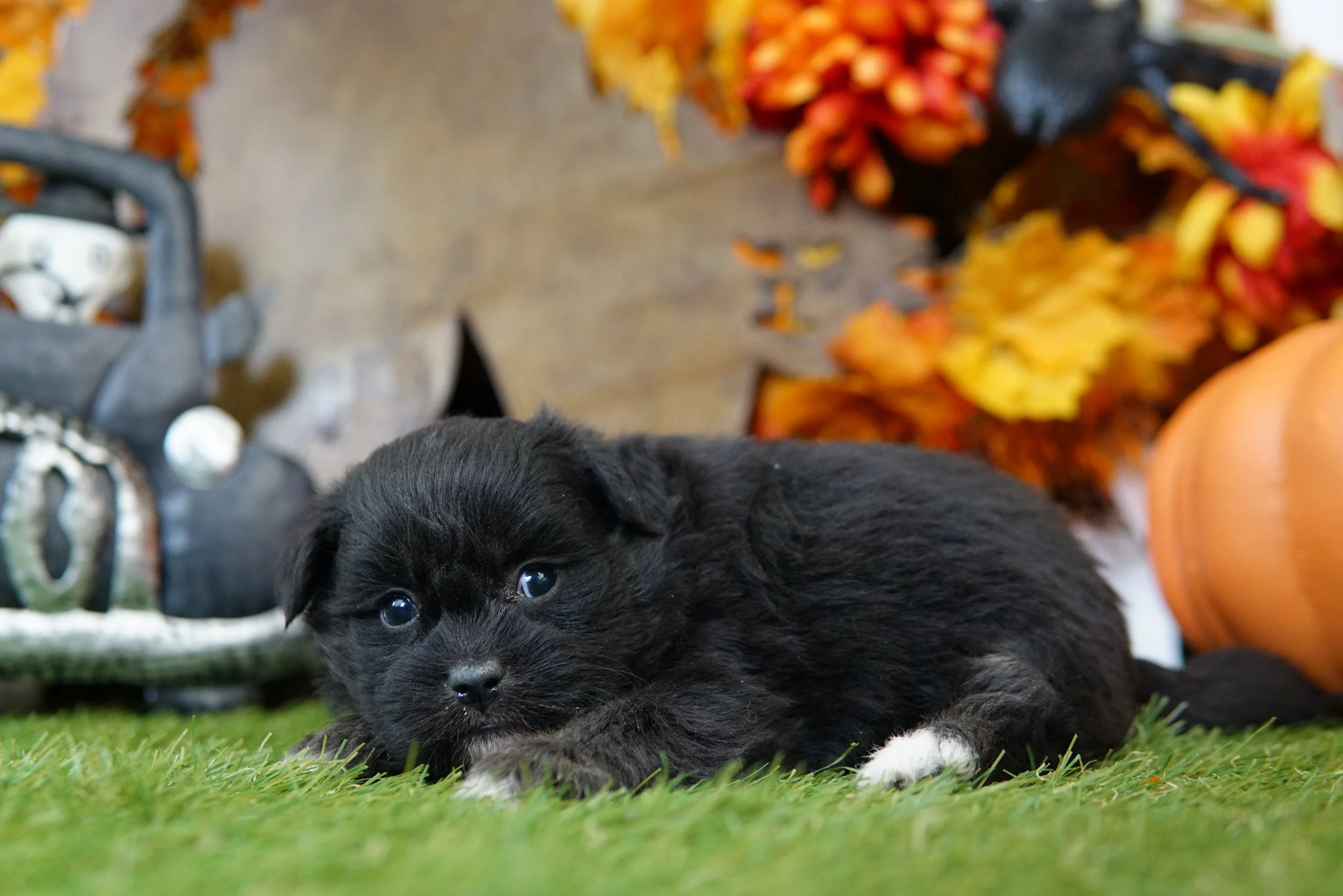 puppy 5 — Heritage Puppies