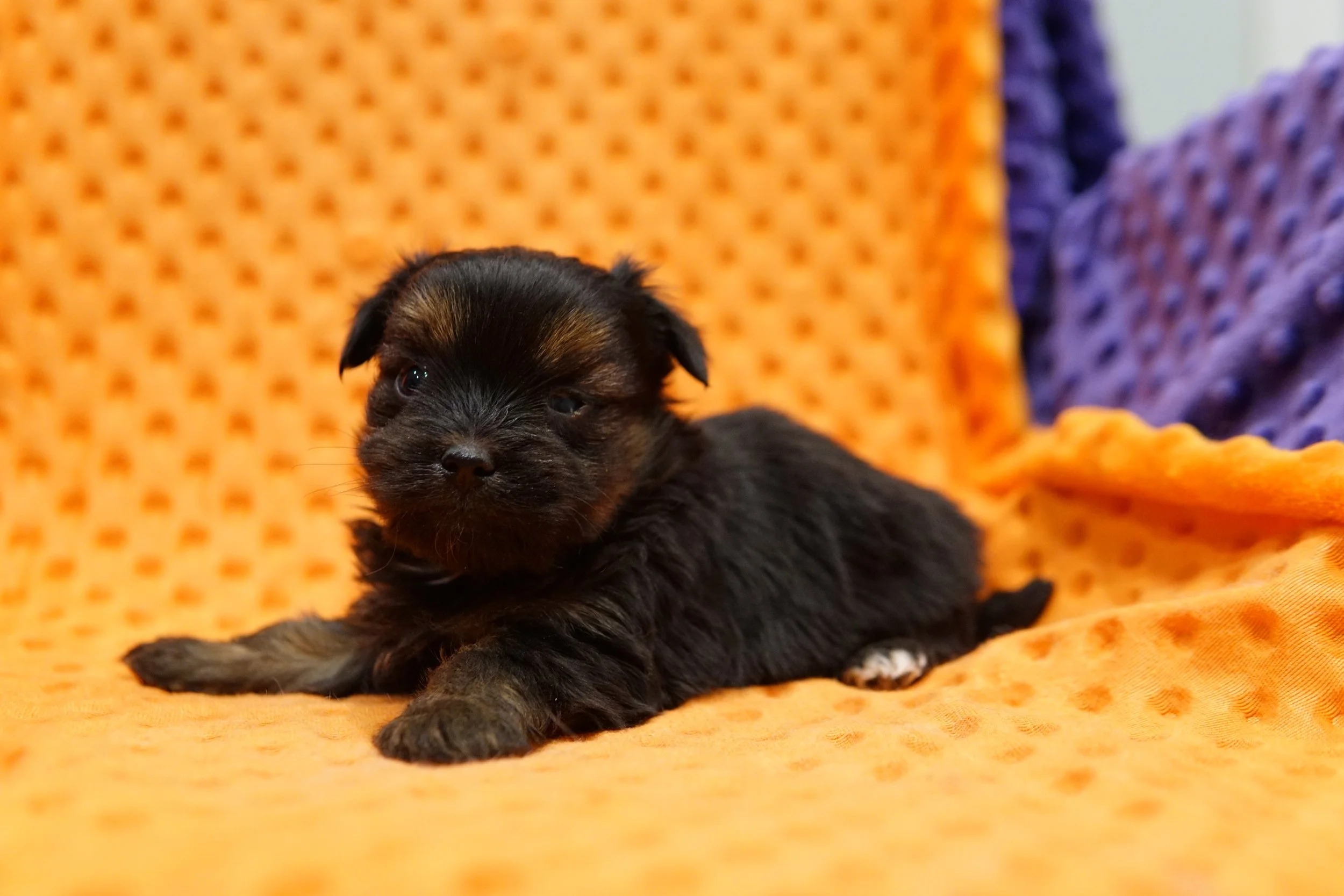 Havapoo — Heritage Puppies