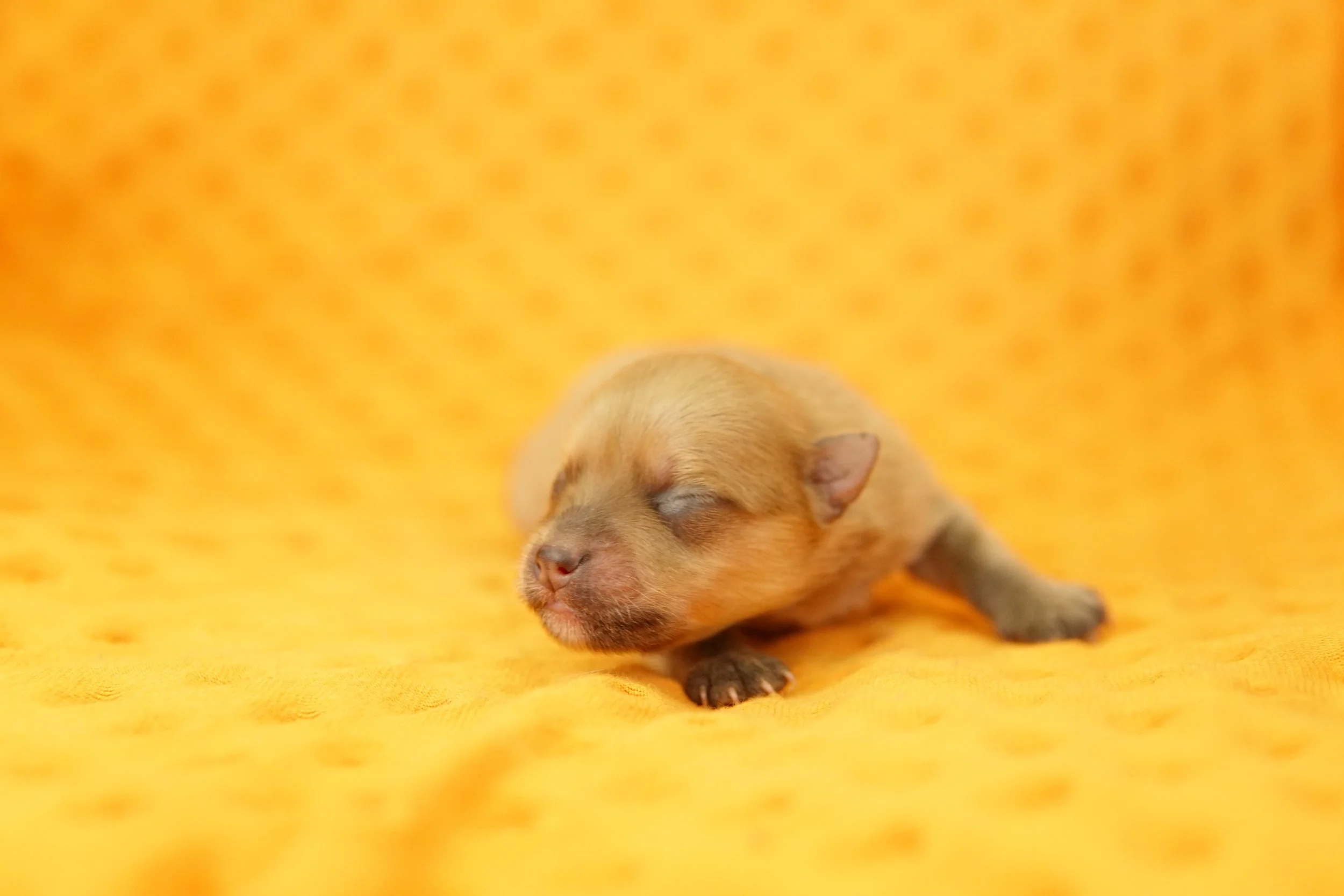 Cockapoo — Heritage Puppies