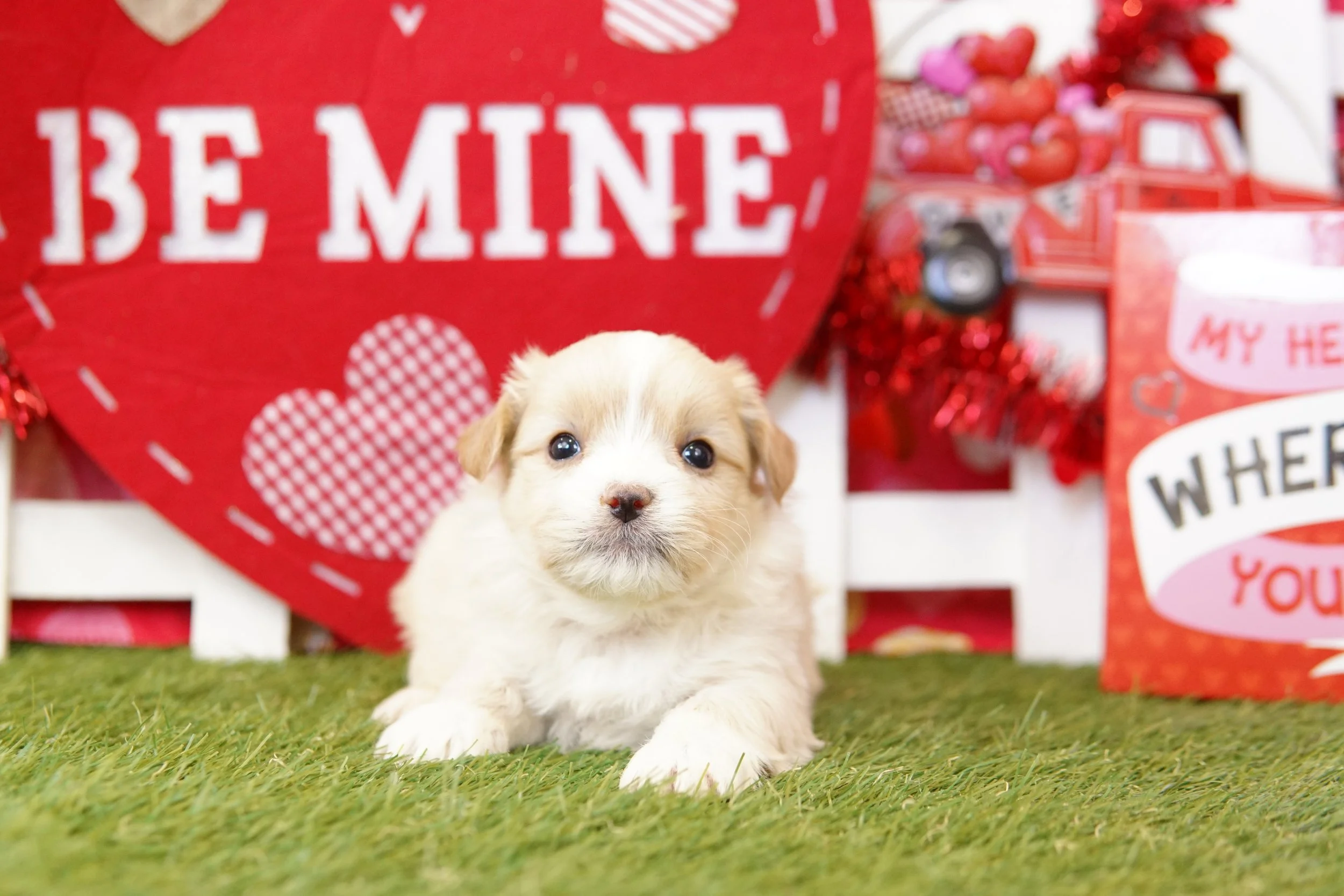 Min Pin — Heritage Puppies