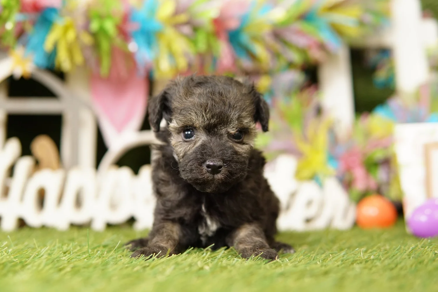 Puppies Available — Heritage Puppies