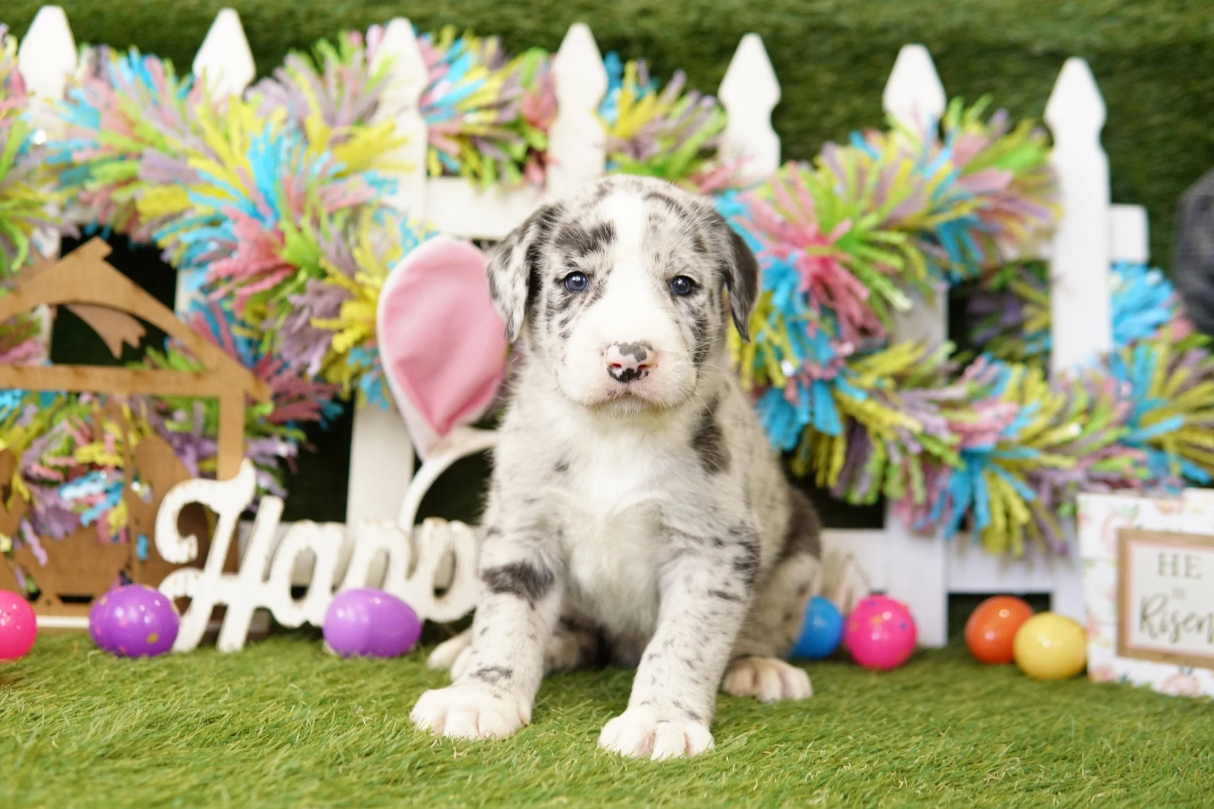 Puppies Available — Heritage Puppies