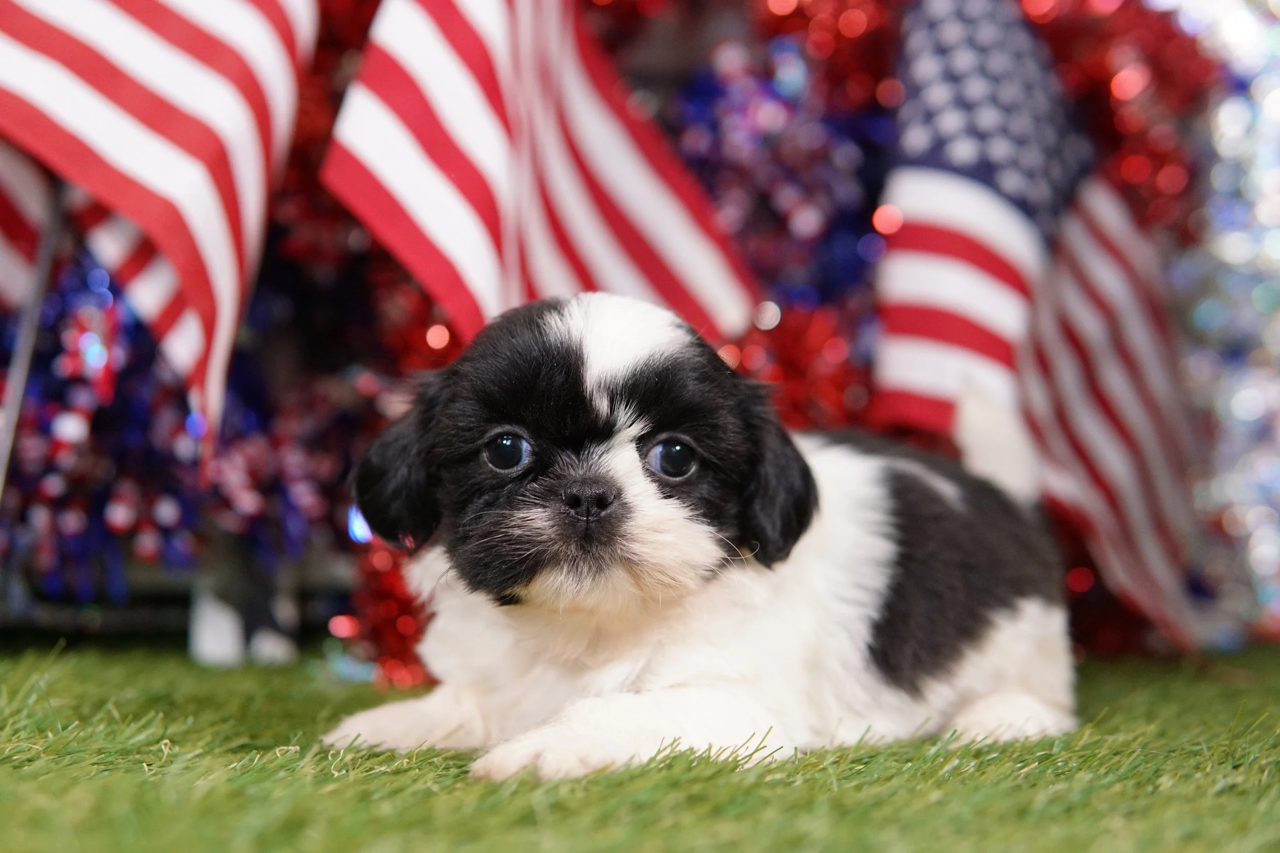 puppy 11 — Heritage Puppies