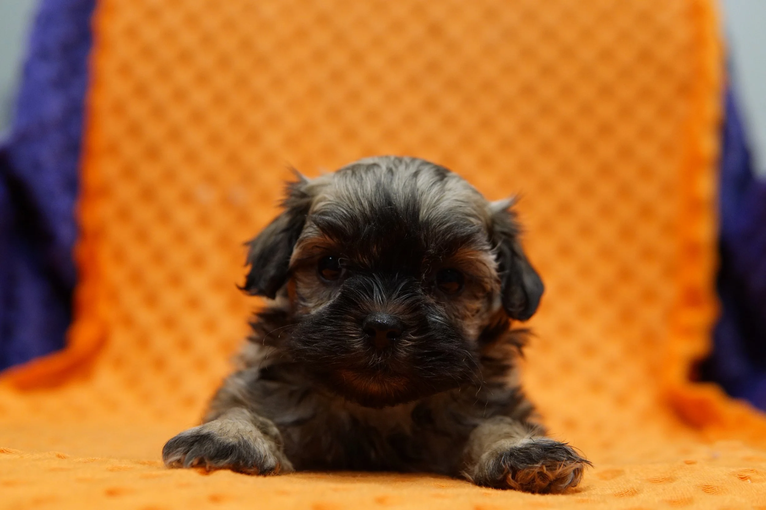 Havapoo — Heritage Puppies