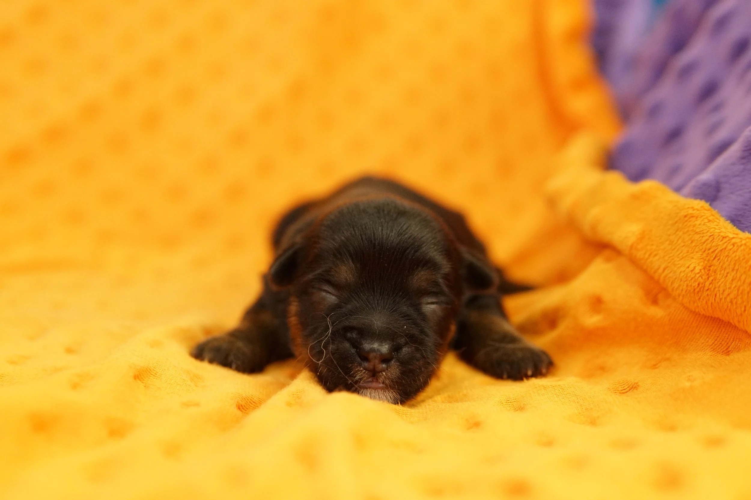 puppy 13 — Heritage Puppies