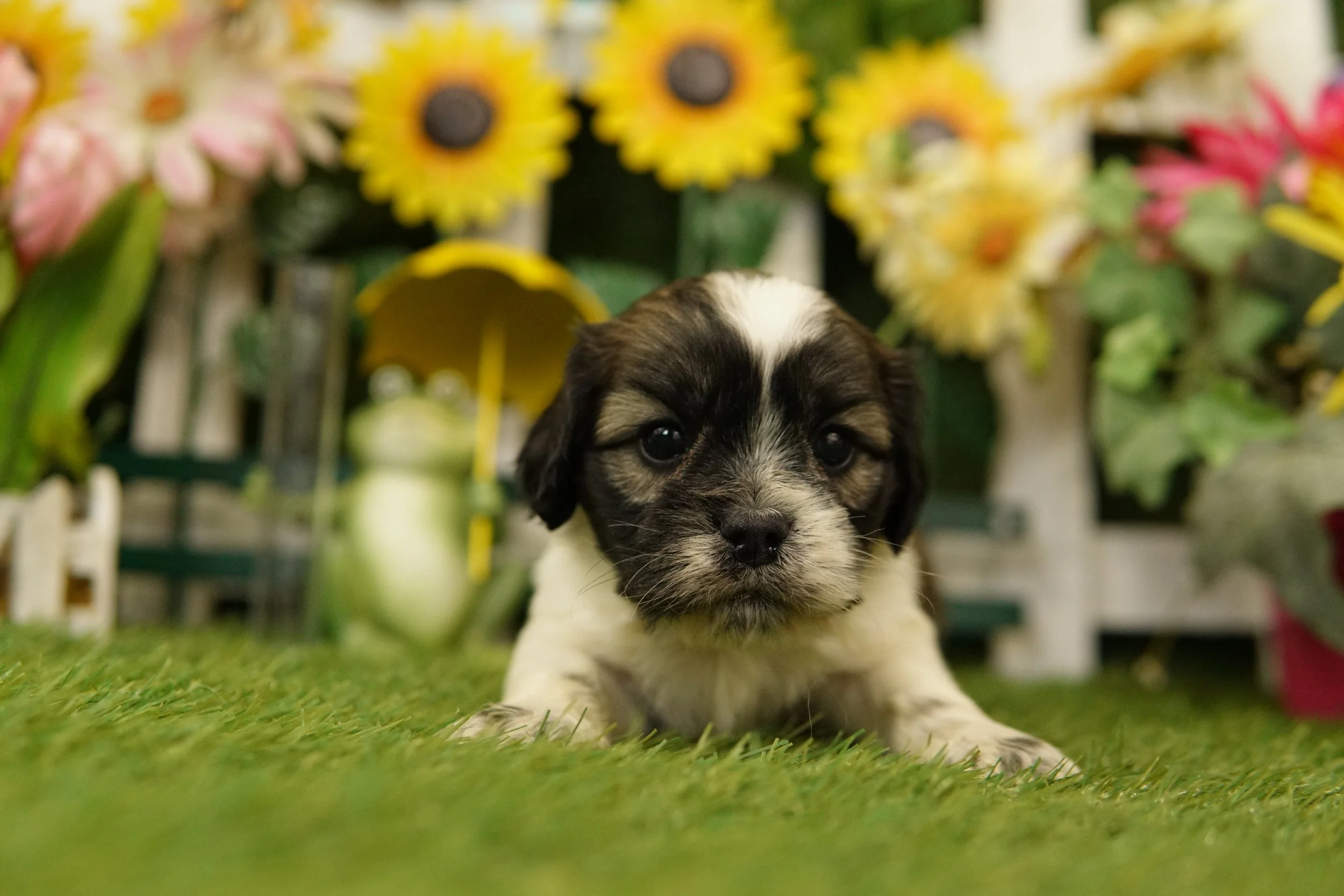 Cockapoo — Heritage Puppies