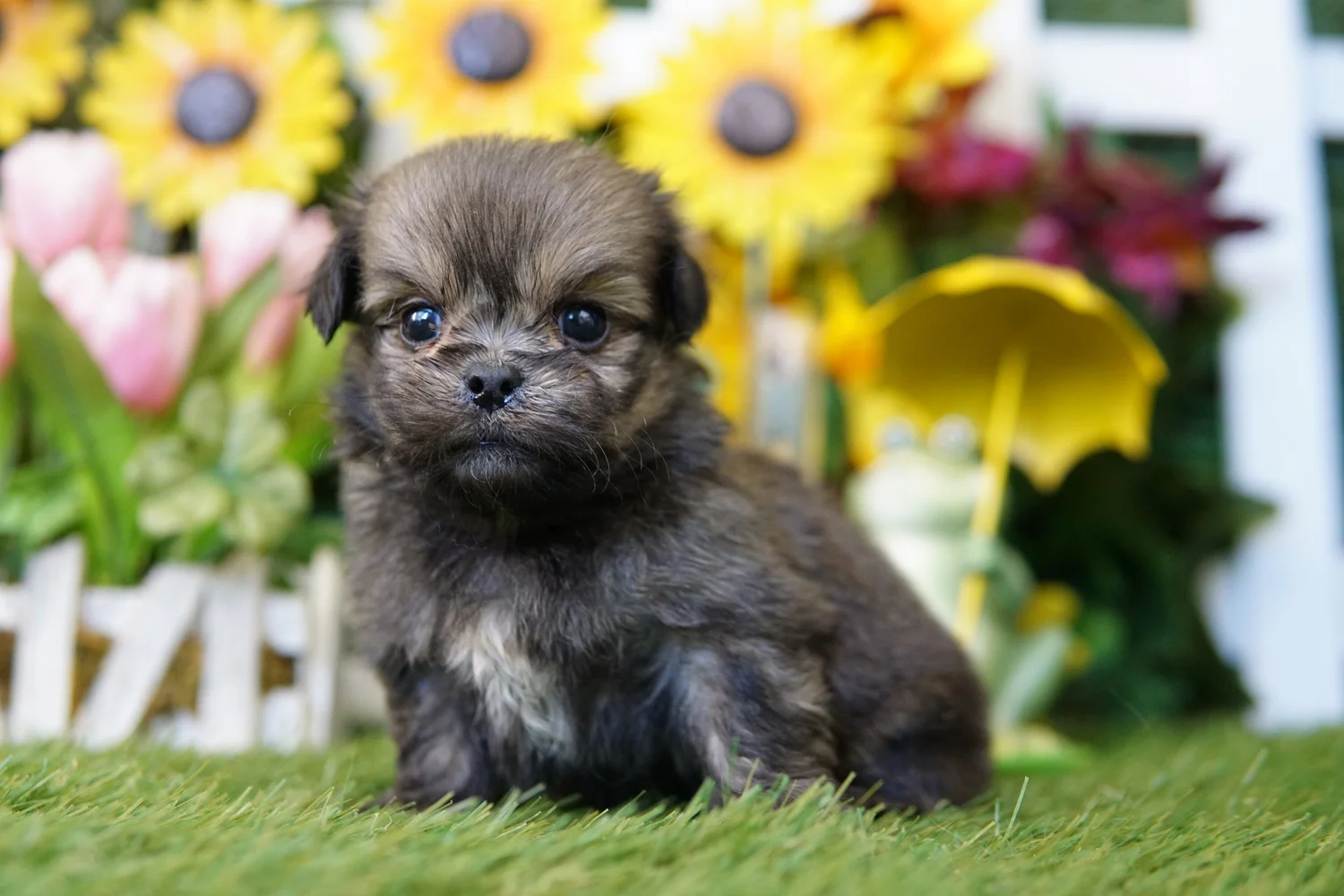 Puppies Available — Heritage Puppies