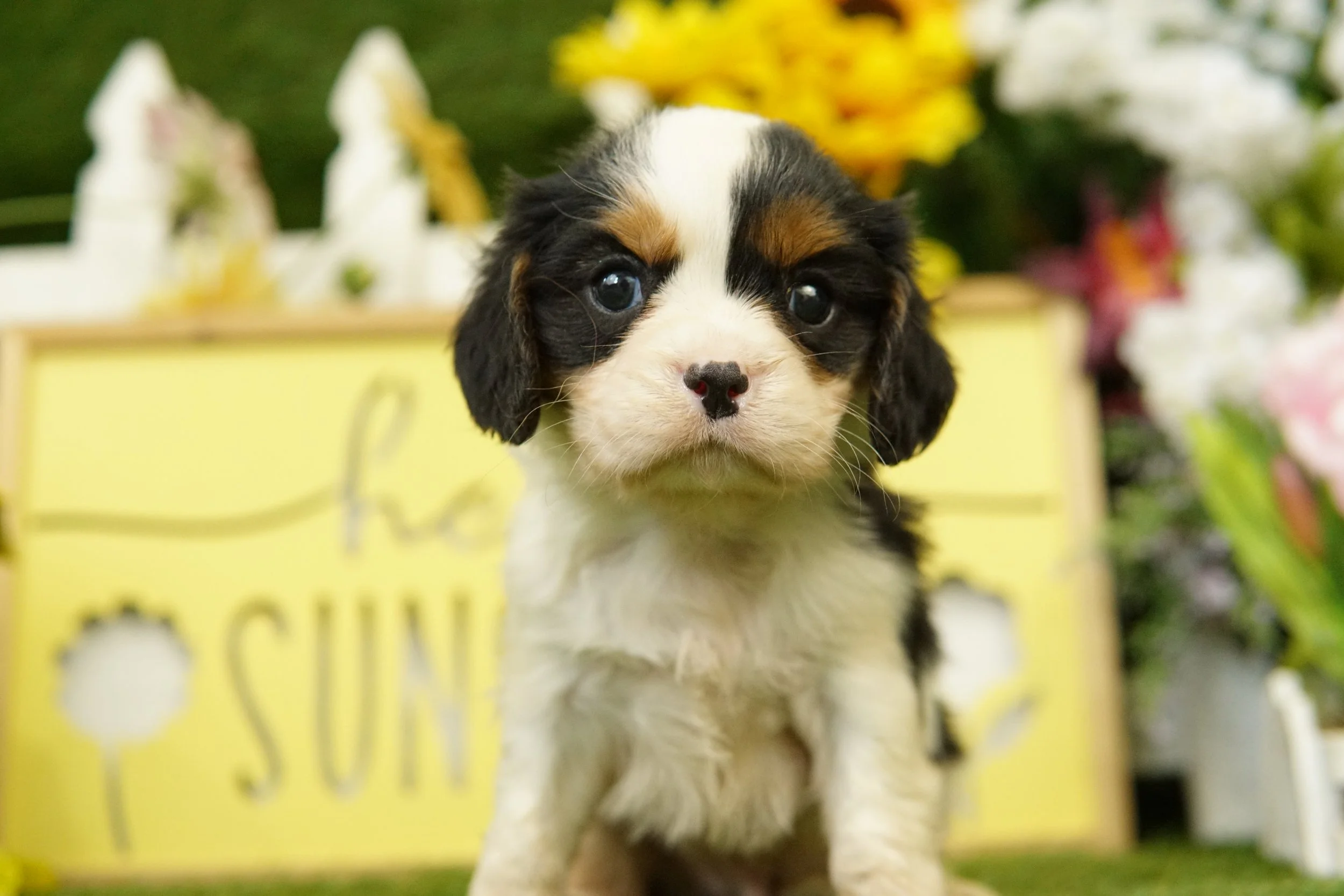 Cockapoo 2 — Heritage Puppies