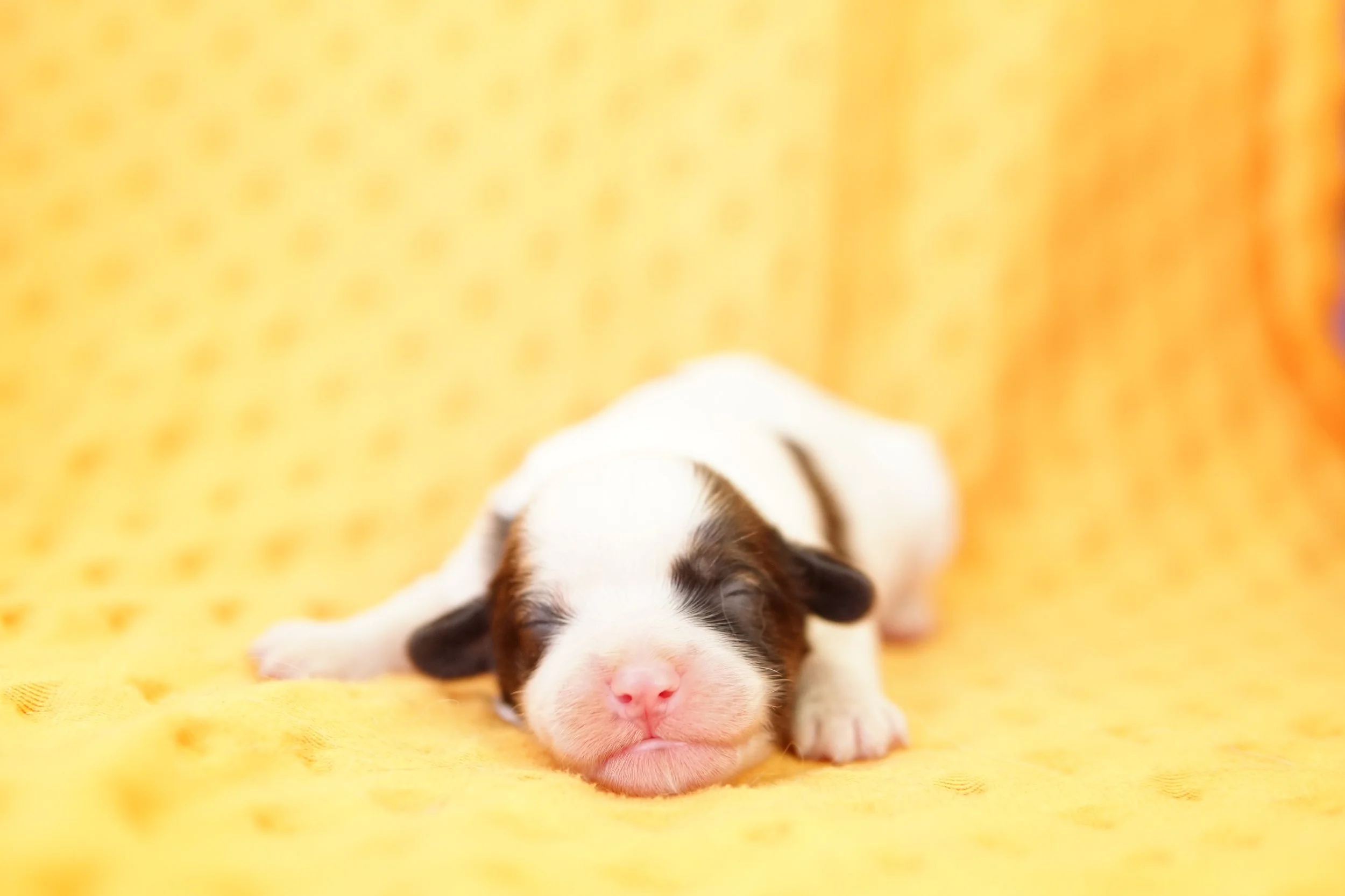 Westie Cross — Heritage Puppies