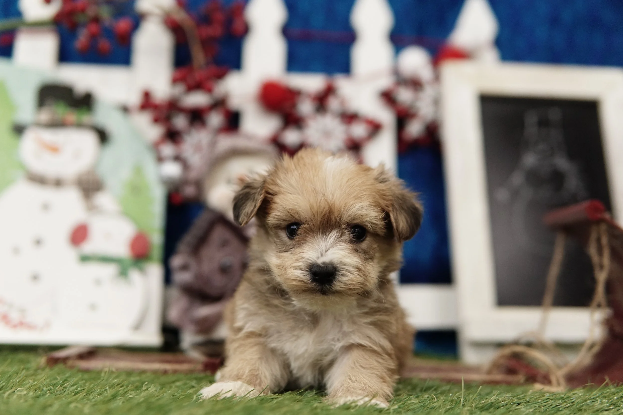 Bichon — Heritage Puppies