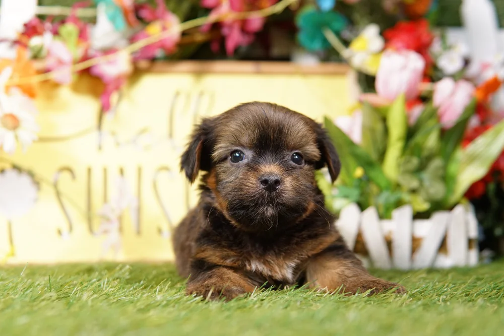Cockapoo — Heritage Puppies