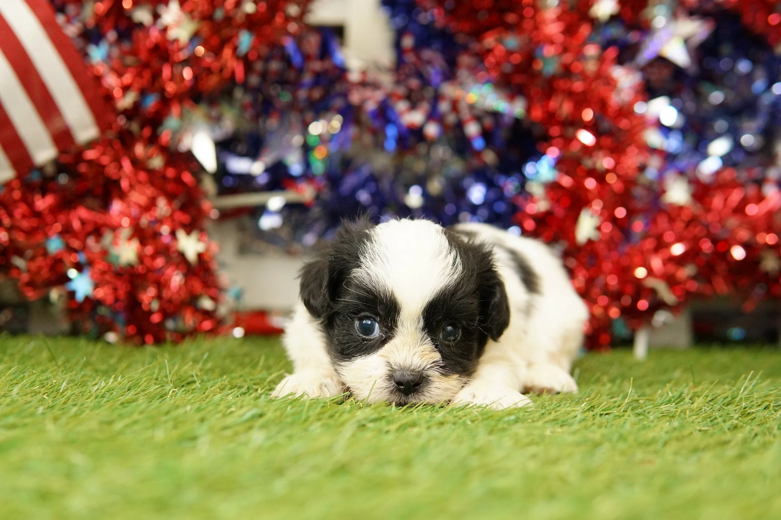 Cockapoo — Heritage Puppies