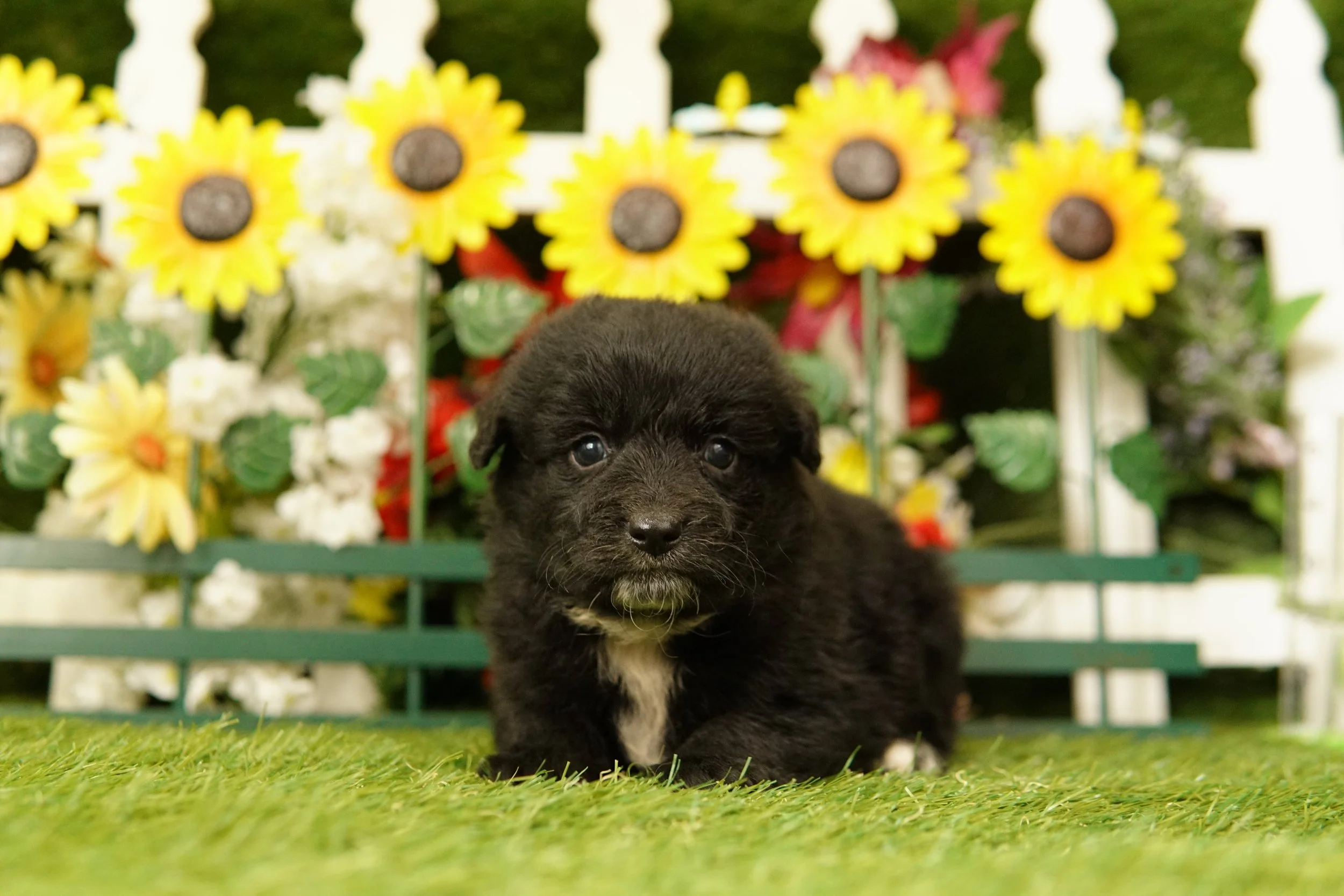 Jack Russel — Heritage Puppies