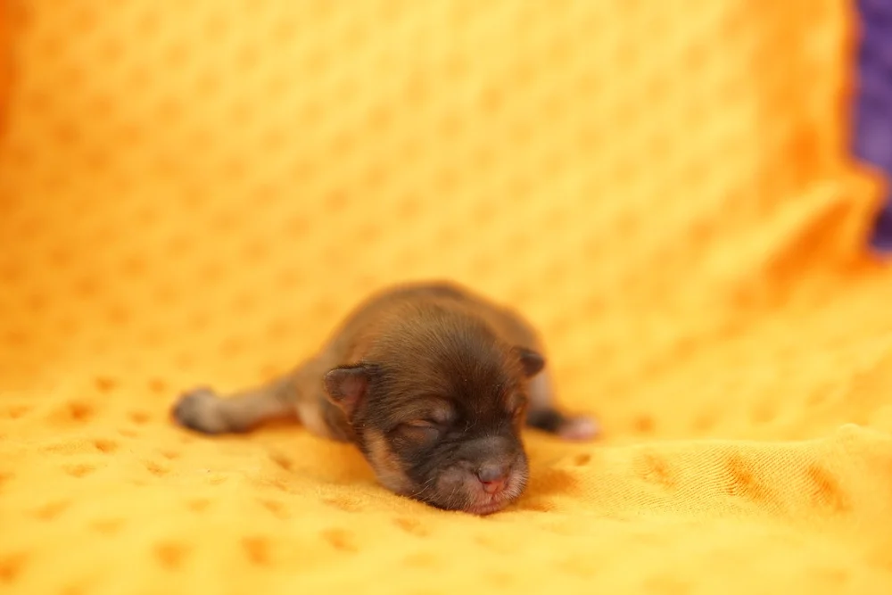 Cockapoo — Heritage Puppies