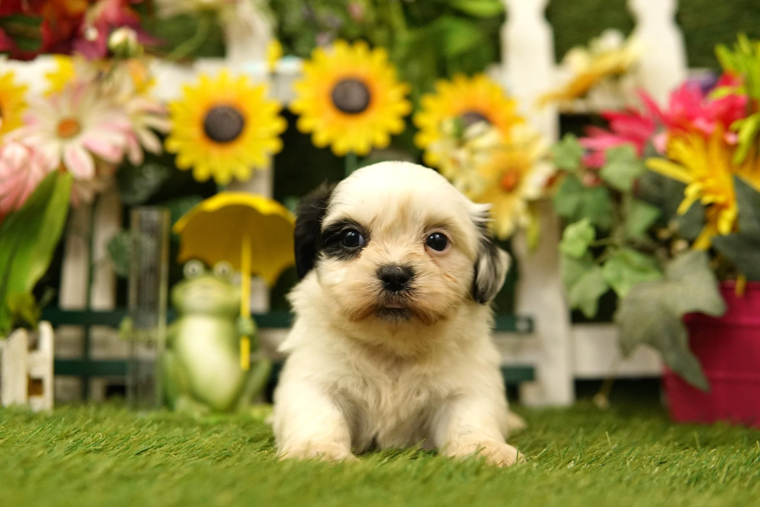 schnoodle — Heritage Puppies