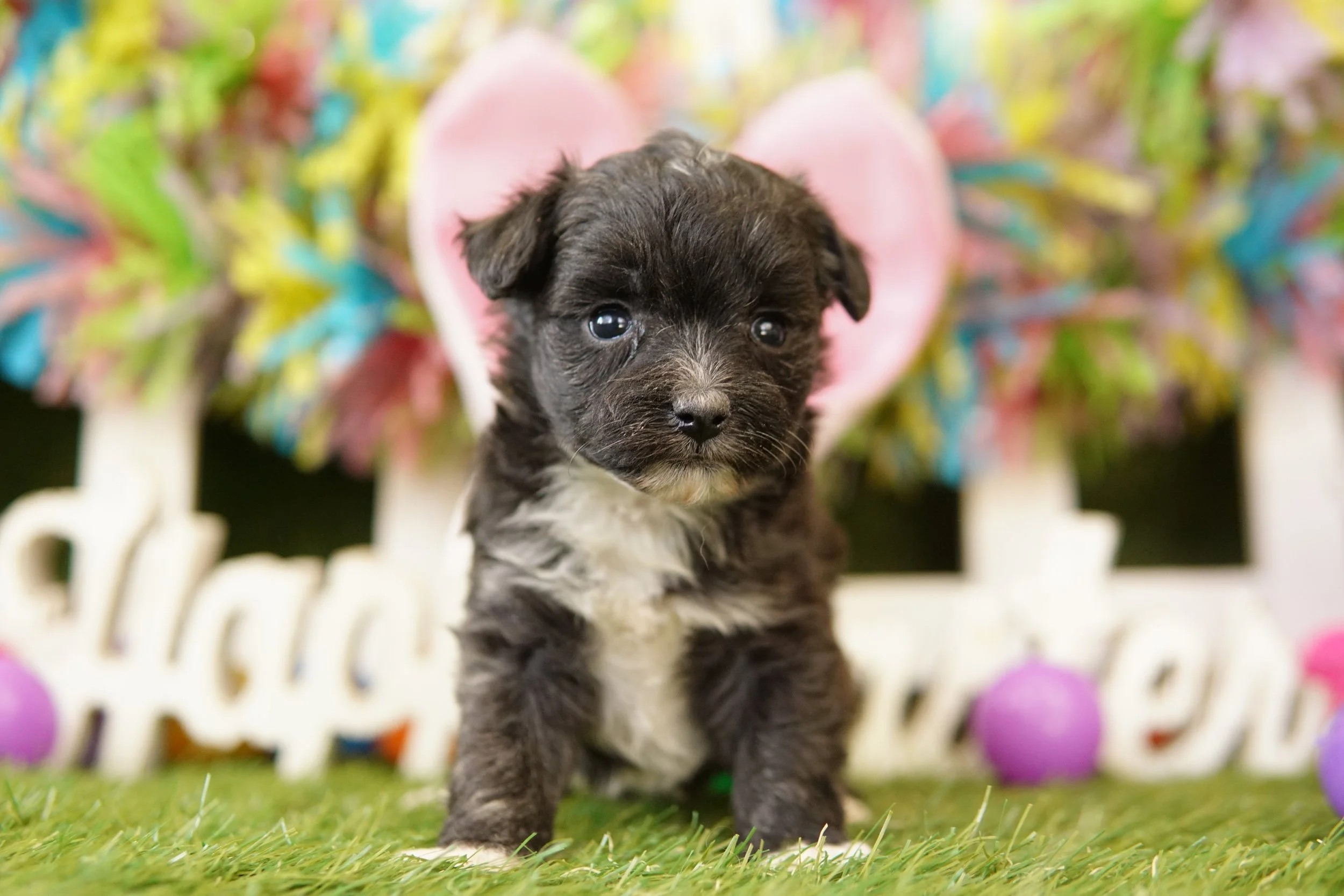 pom cross — Heritage Puppies