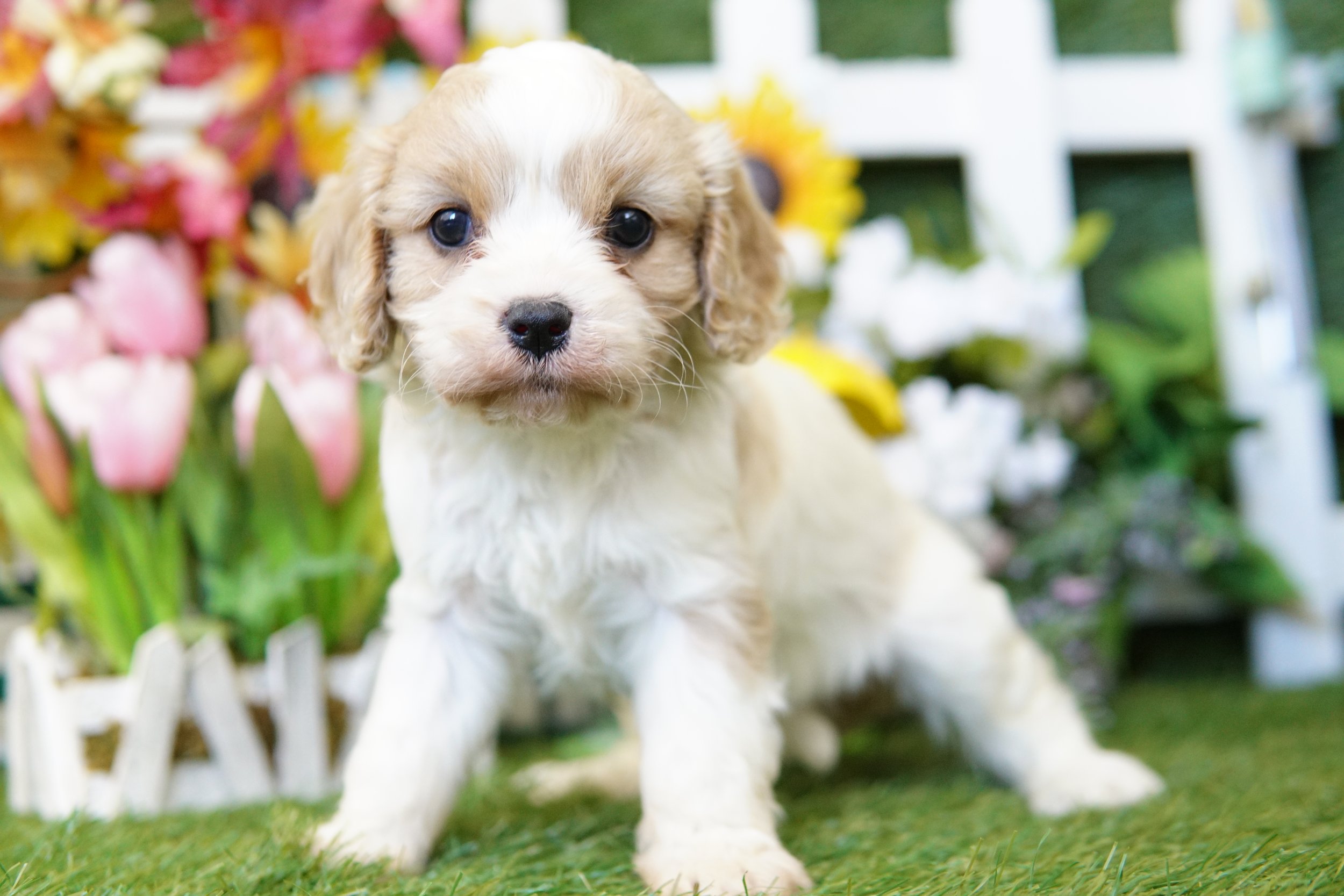 Puppies Available — Heritage Puppies