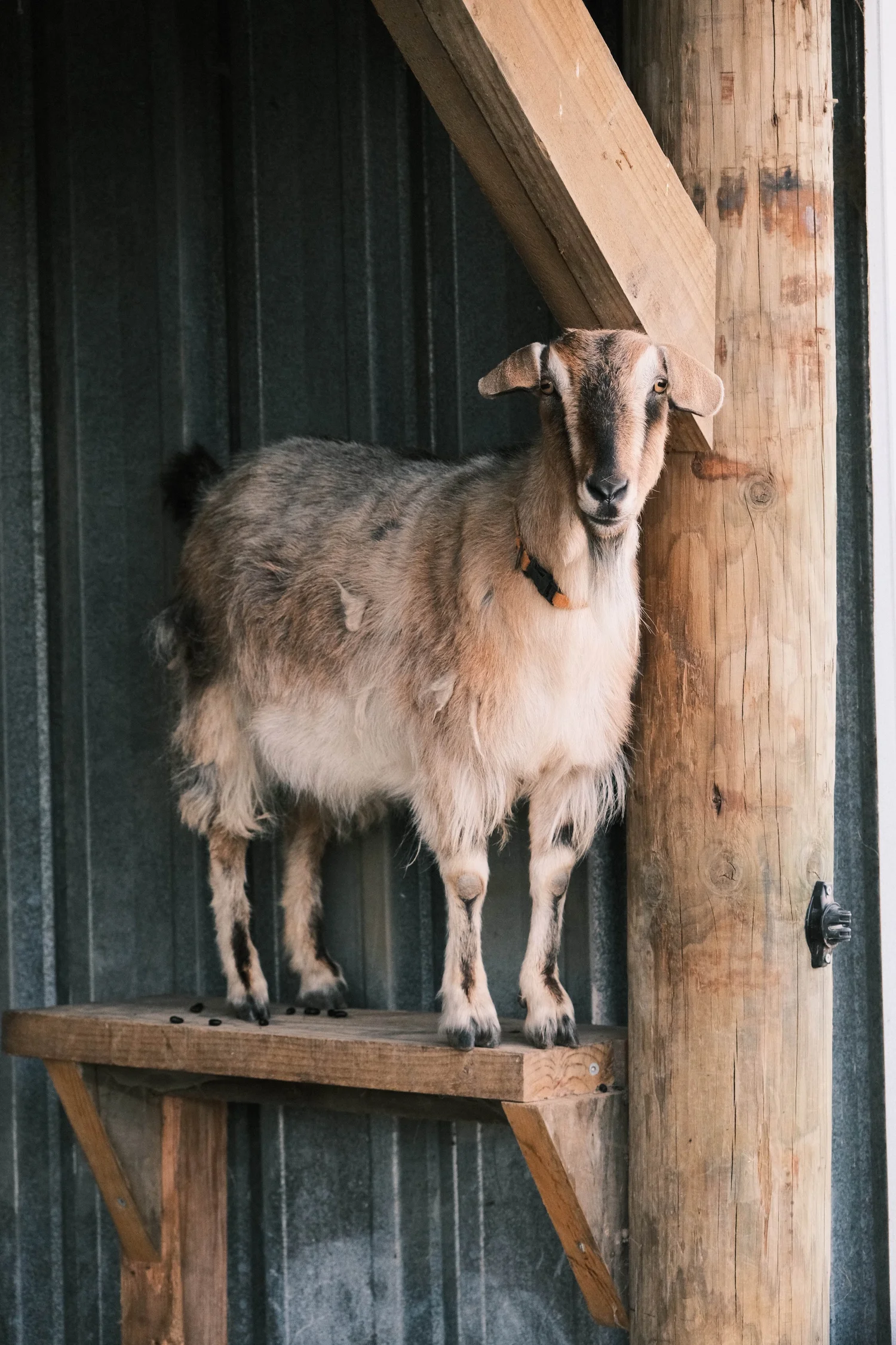 Understanding and meeting the unique needs of goats — Companion Animals ...
