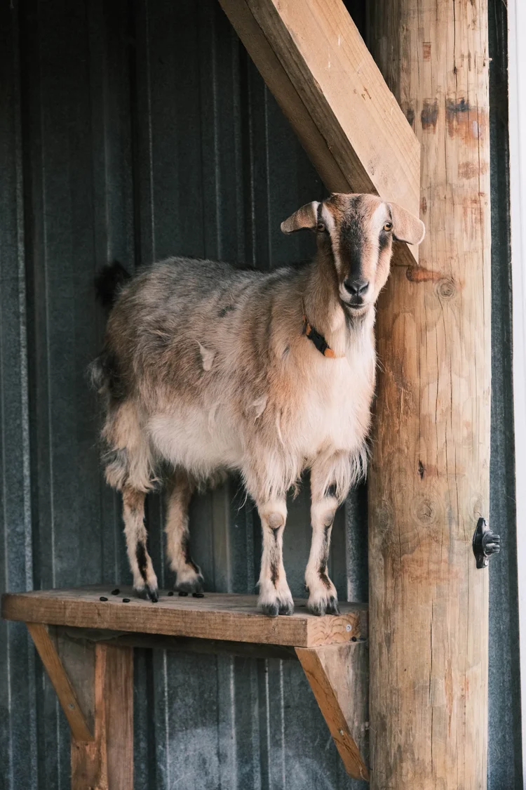 Understanding and meeting the unique needs of goats — Companion Animals ...