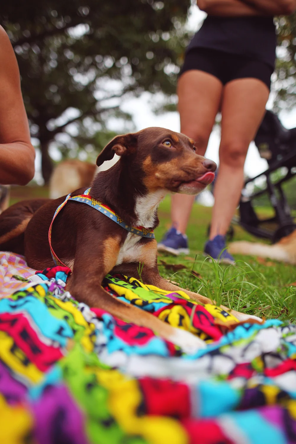 Why New Zealand’s Dog Control Act is being reviewed — Companion Animals ...