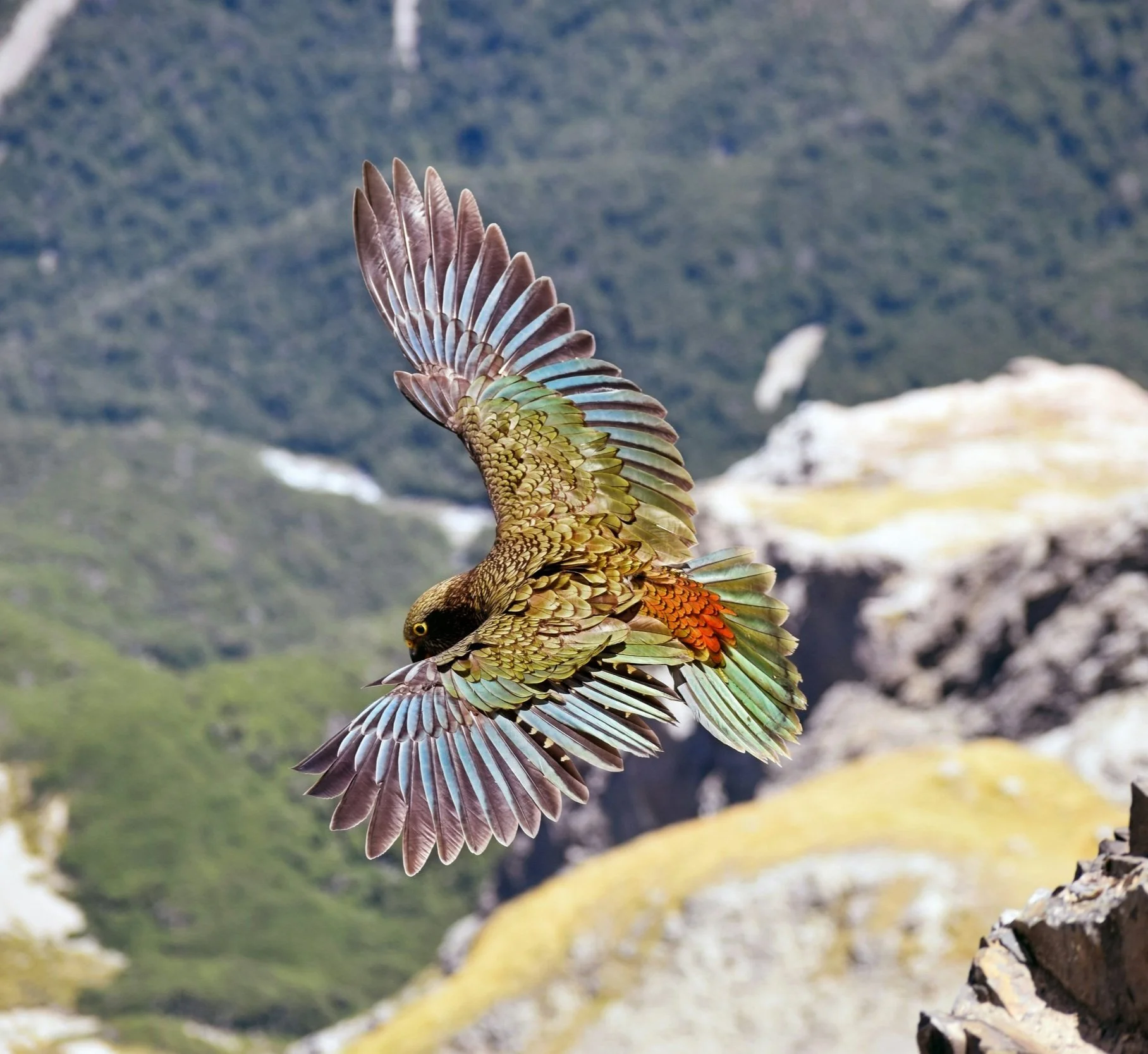 Why parrots are unlike any other pet — Companion Animals New Zealand