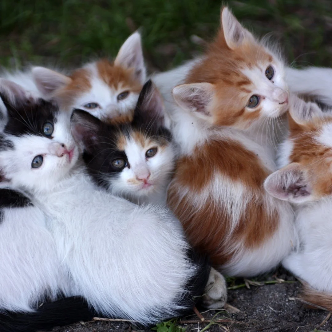 Covid, A Cyclone and Clowders of Kittens! — Companion Animals New Zealand
