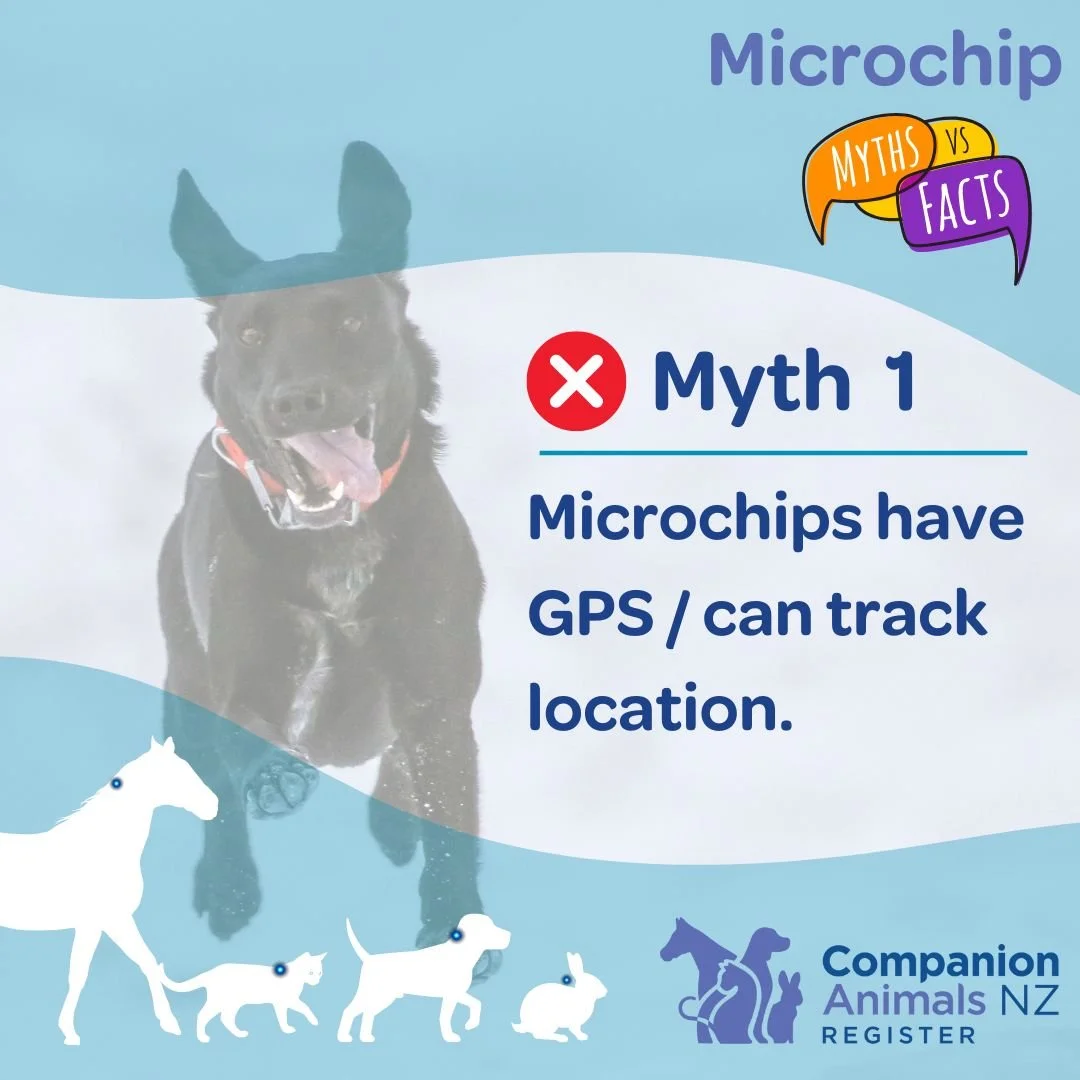 Microchip myth-busting! — Companion Animals New Zealand