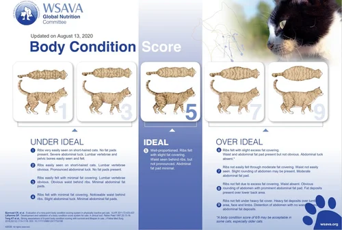 Cats and calories – how cooler months ahead means watching their ...