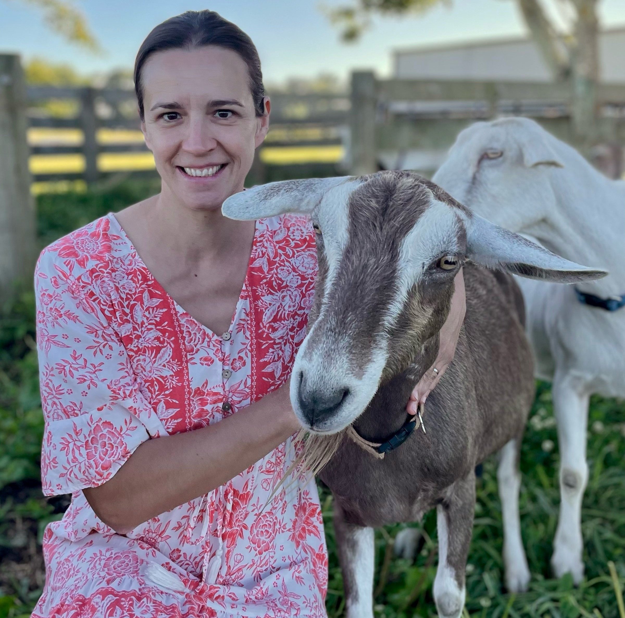 Understanding and meeting the unique needs of goats — Companion Animals ...