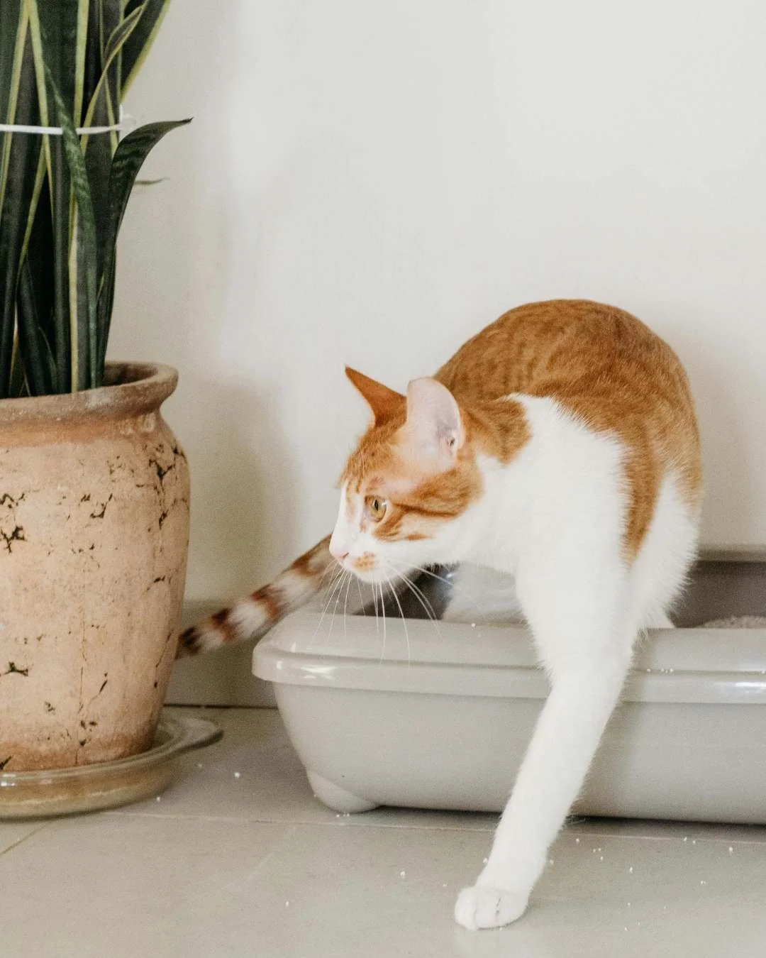 Why Cat Poop Matters: From Litter Box to Landscape — Companion Animals ...