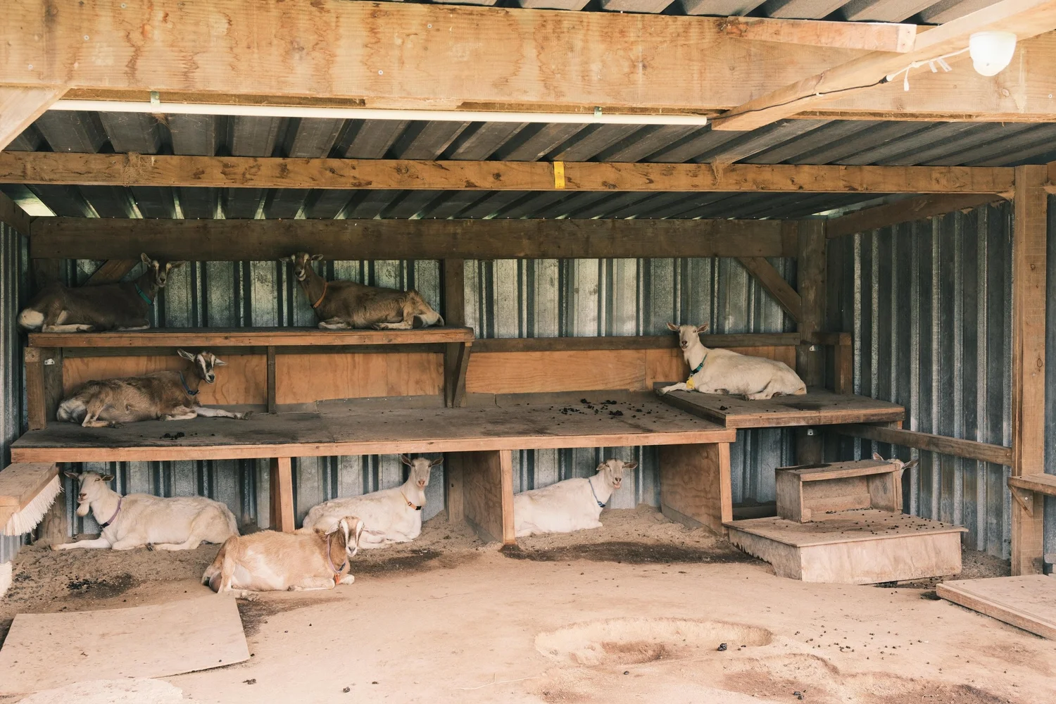 Understanding and meeting the unique needs of goats — Companion Animals ...