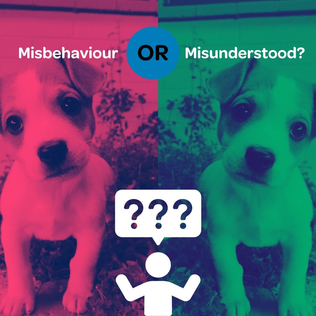 Webinar series – is your pet misbehaving or misunderstood? — Companion ... Webinar series – is your pet misbehaving or misunderstood? — Companion ...