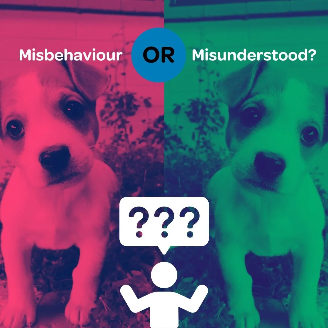 Webinar series – is your pet misbehaving or misunderstood? — Companion ...
