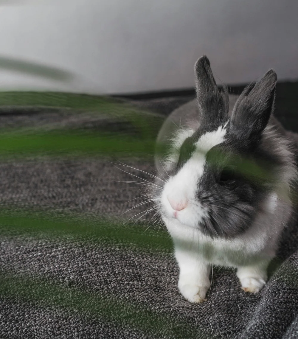 Not just cuddles and carrots - the truth about rabbit care — Companion ...