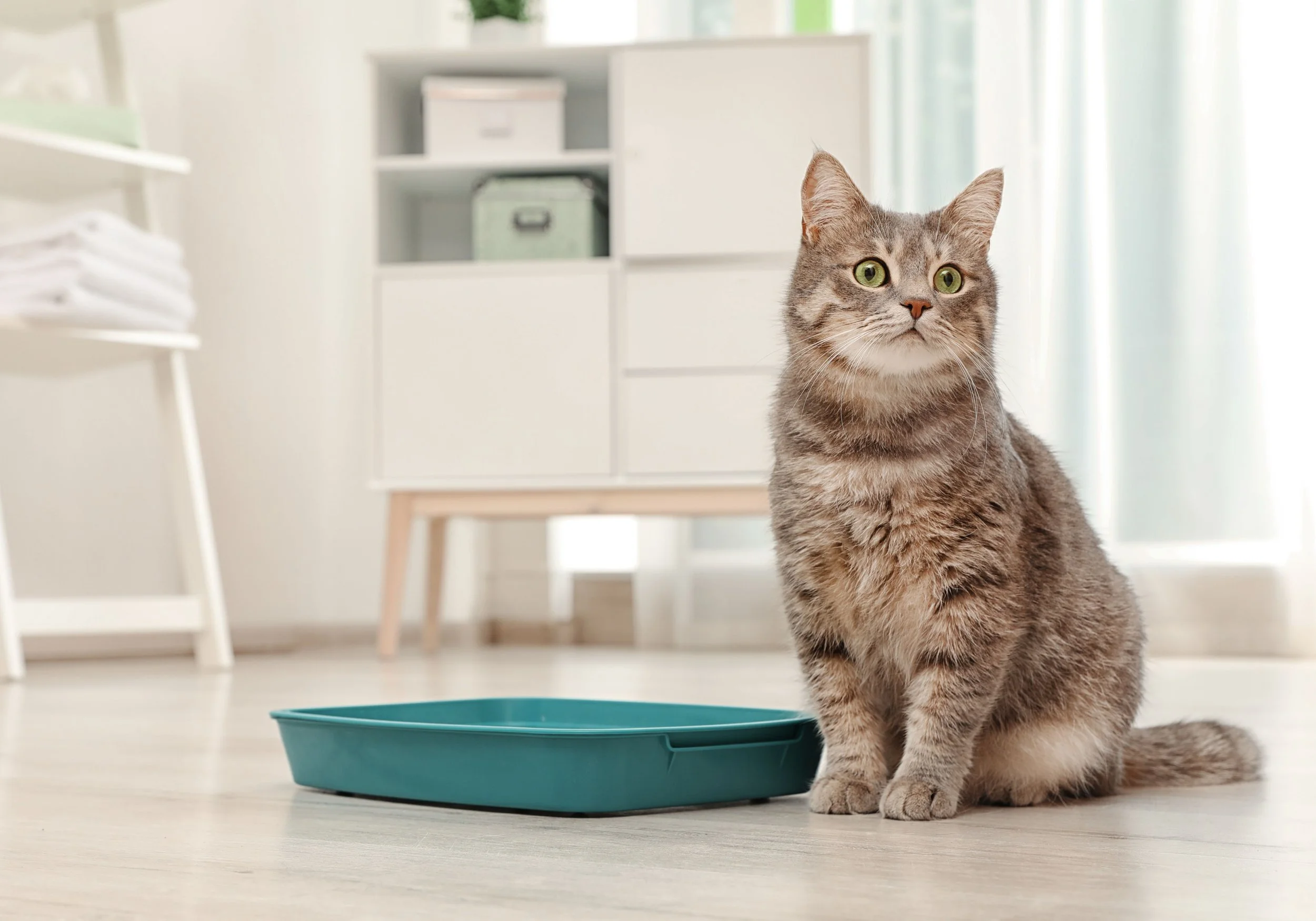 Scaredy Cats: How to Recognise and Manage Anxiety in Your Cat ...