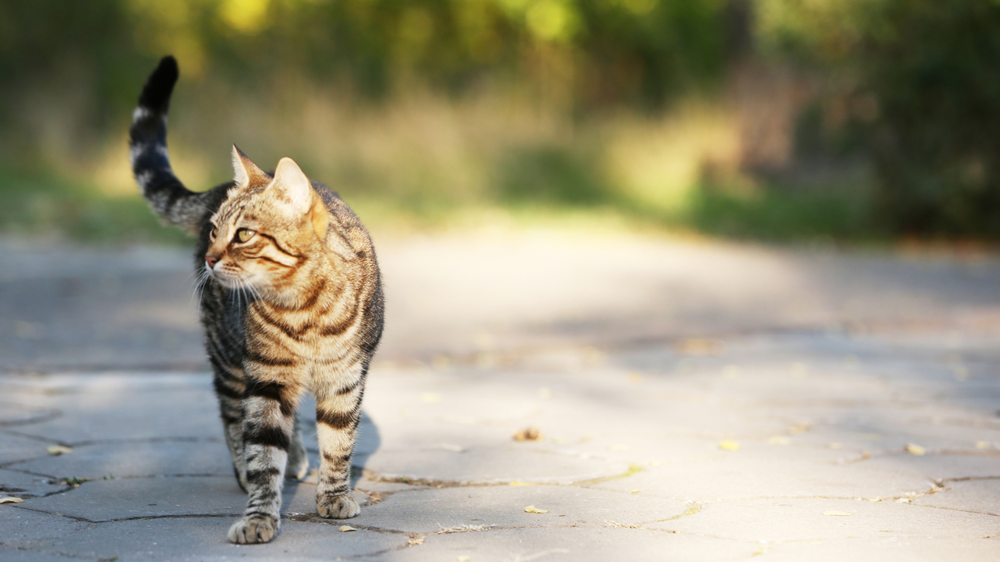 New research sheds light on Kiwi attitudes to outdoor access for cats ...
