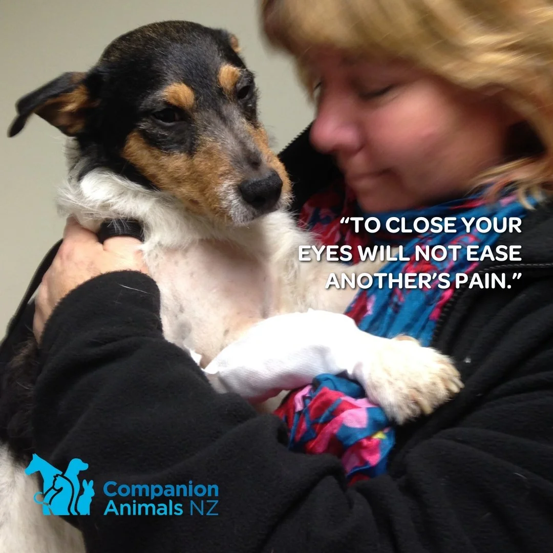 Using Reliable Pain Indicators for Managing Pain in Companion Animals ...