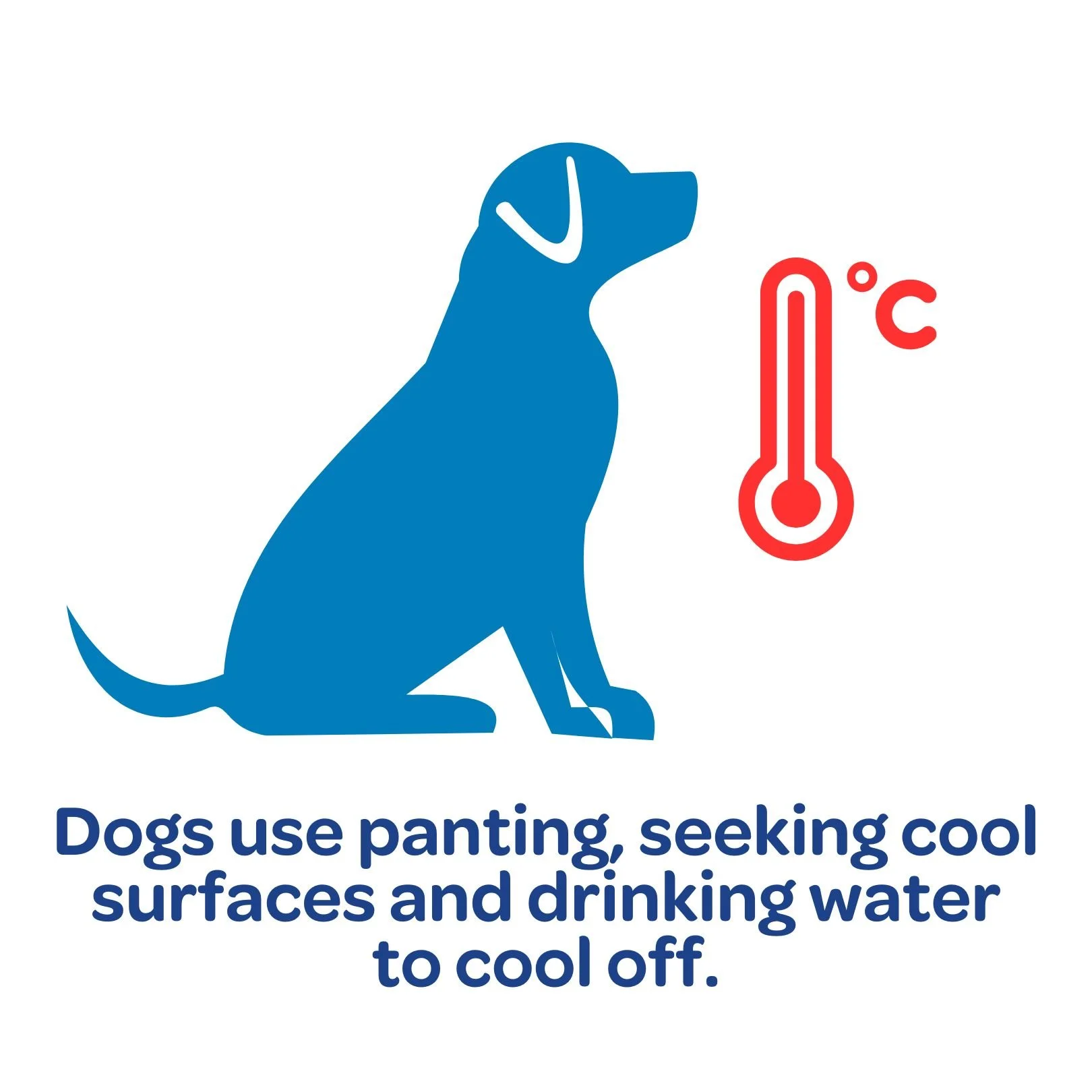 Summer welfare tips — Companion Animals New Zealand