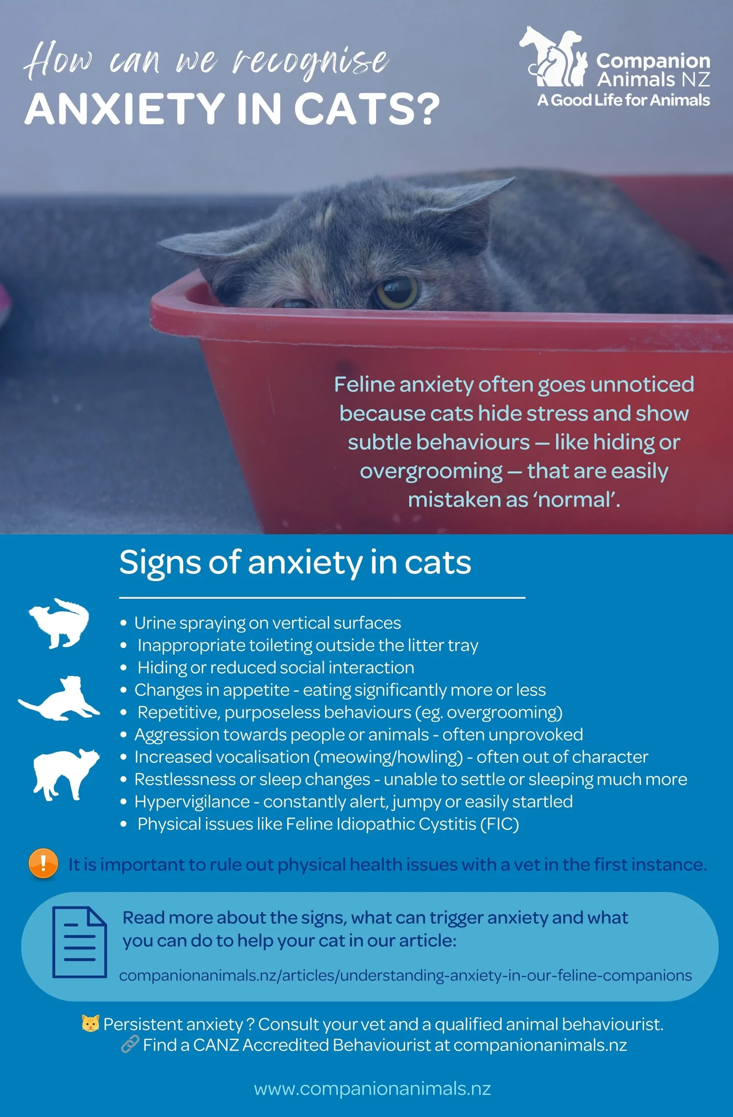 Scaredy Cats: How to Recognise and Manage Anxiety in Your Cat ...