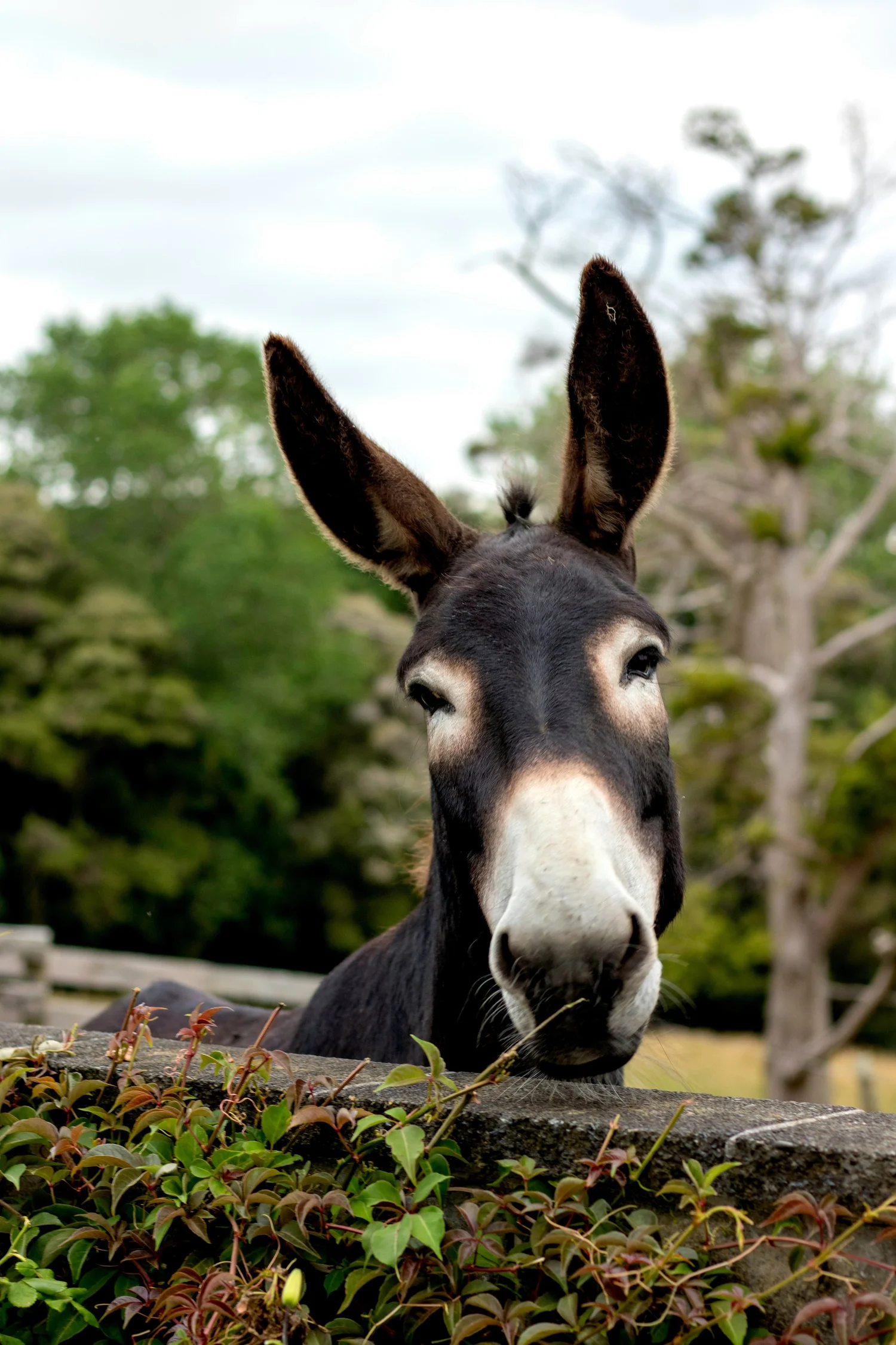 Giving your donkey a Good Life — Companion Animals New Zealand